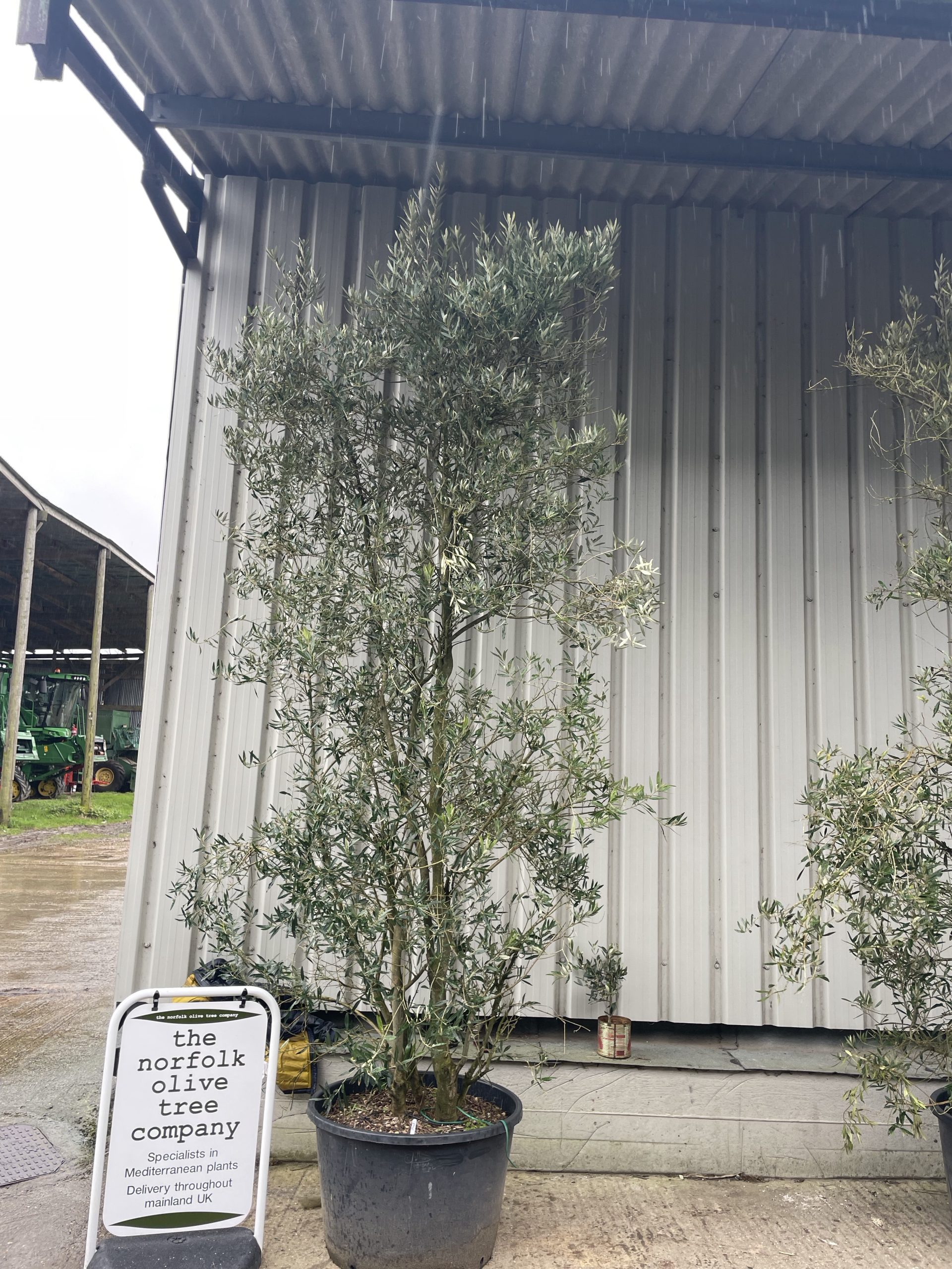 Multi-stem Olive Tree - The Norfolk Olive Tree Company