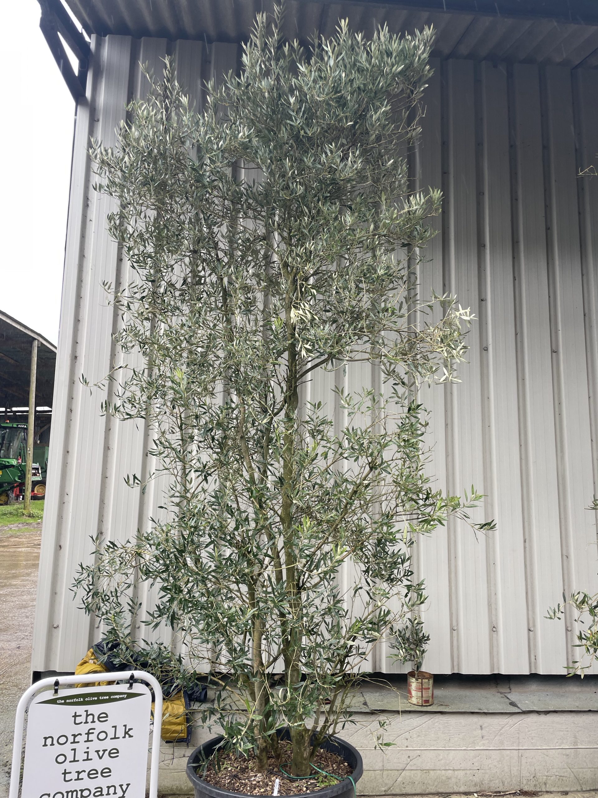 Multi-stem Olive Tree - The Norfolk Olive Tree Company