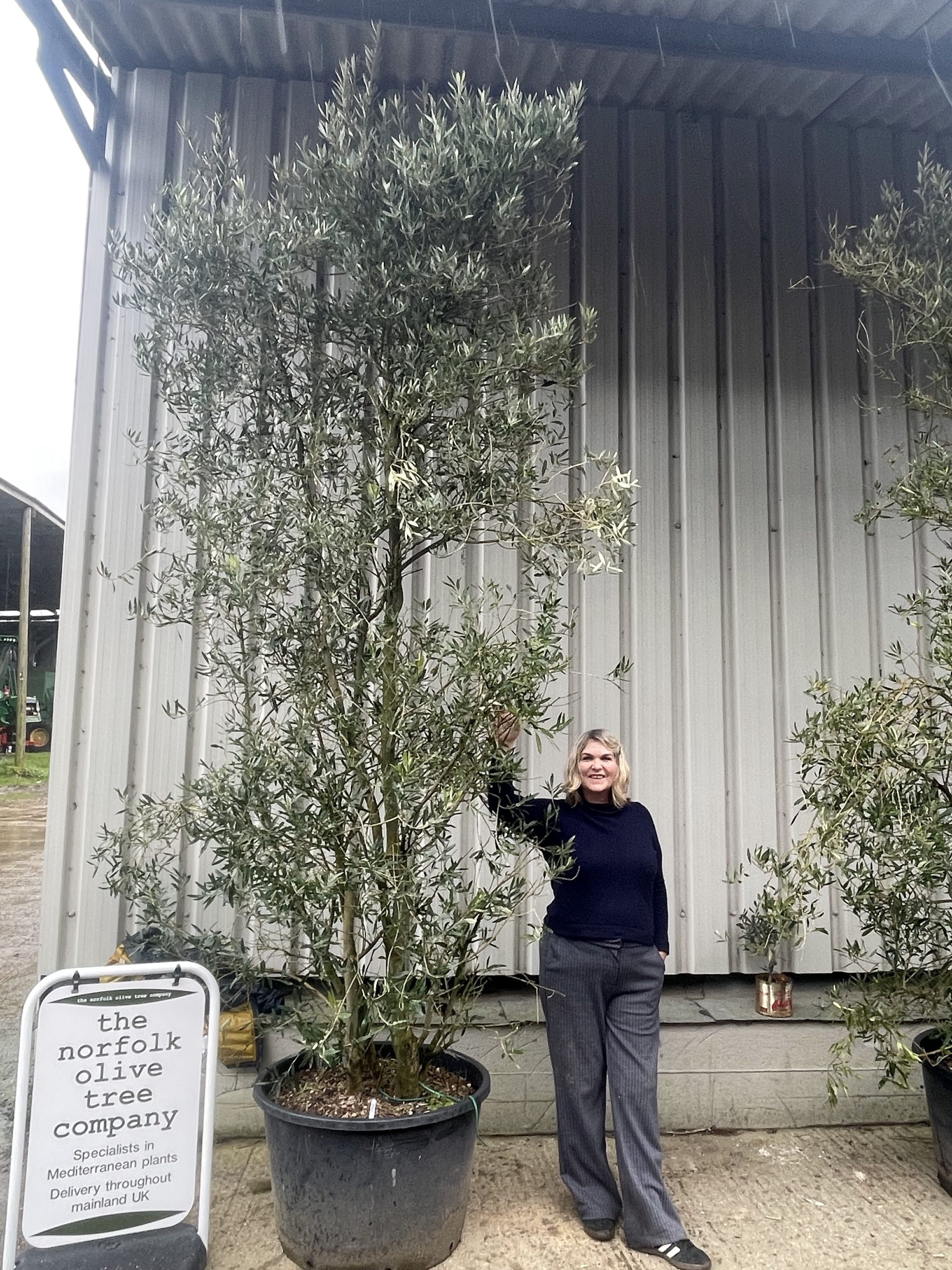 Multi-stem Olive Tree - The Norfolk Olive Tree Company