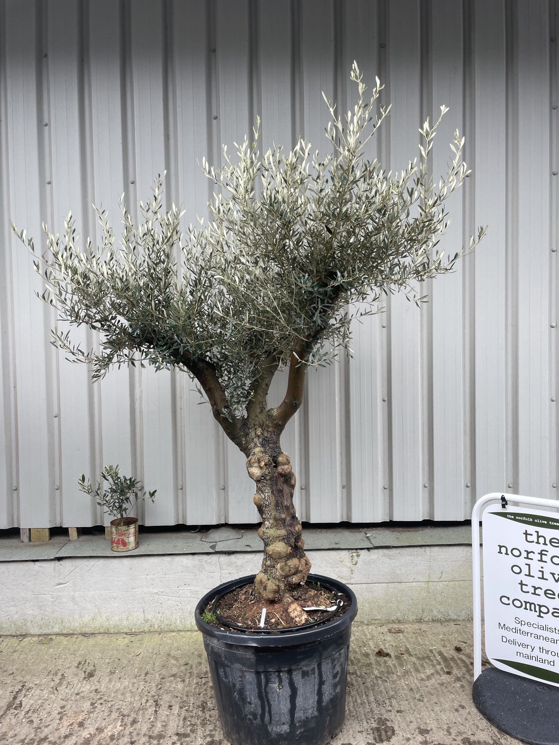 Branched Olive Tree - The Norfolk Olive Tree Company