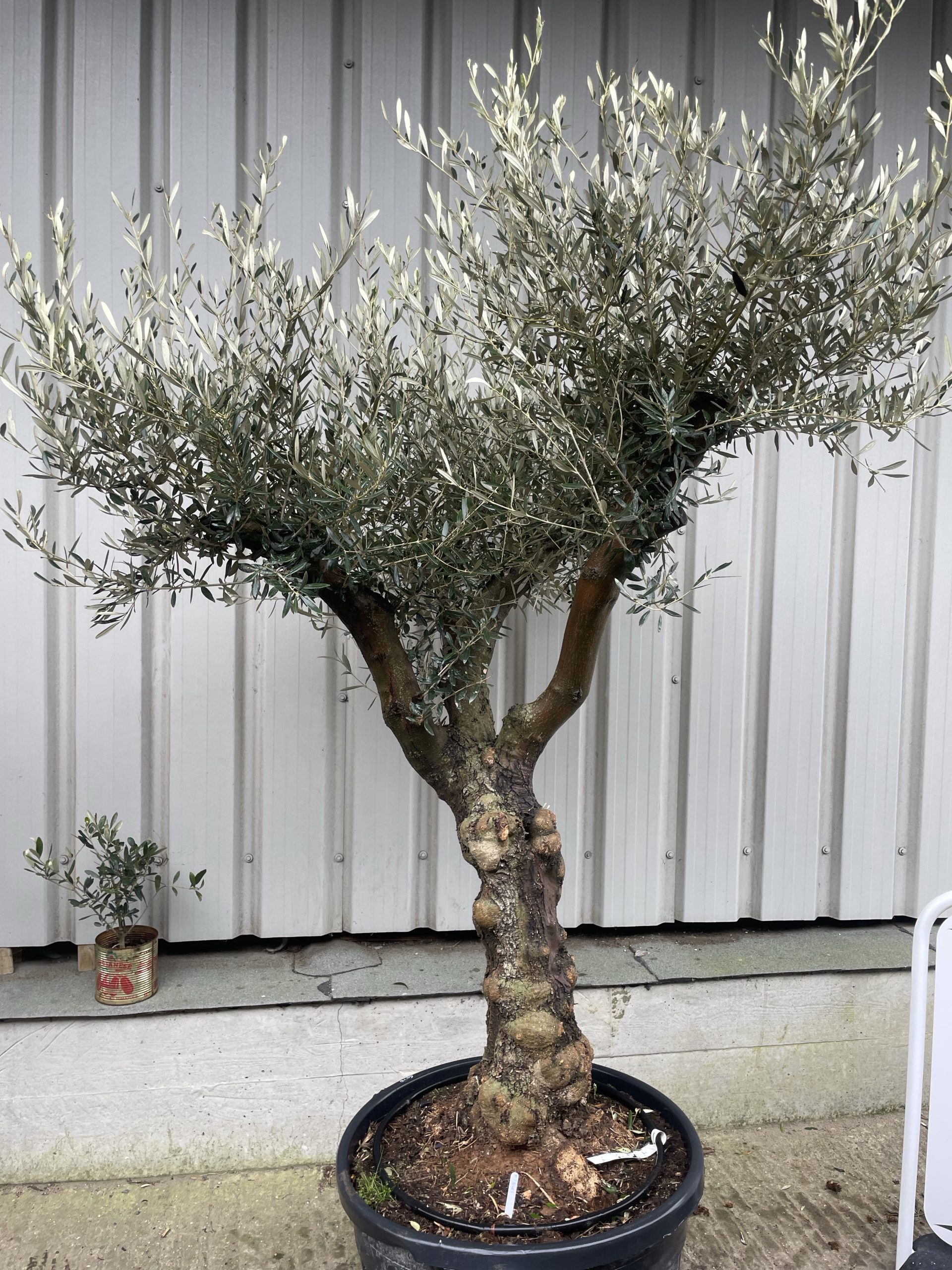 Branched Olive Tree - The Norfolk Olive Tree Company