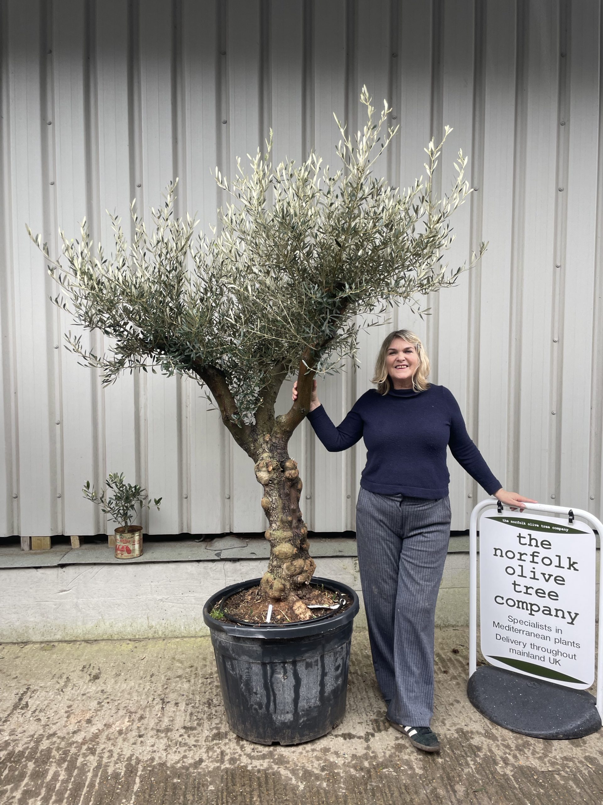 Branched Olive Tree - The Norfolk Olive Tree Company