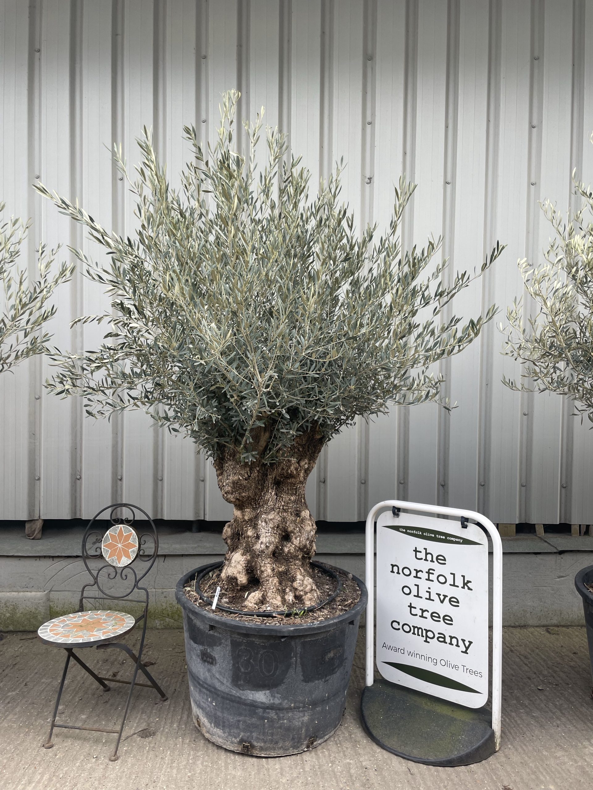 Ancient Olive Tree - The Norfolk Olive Tree Company