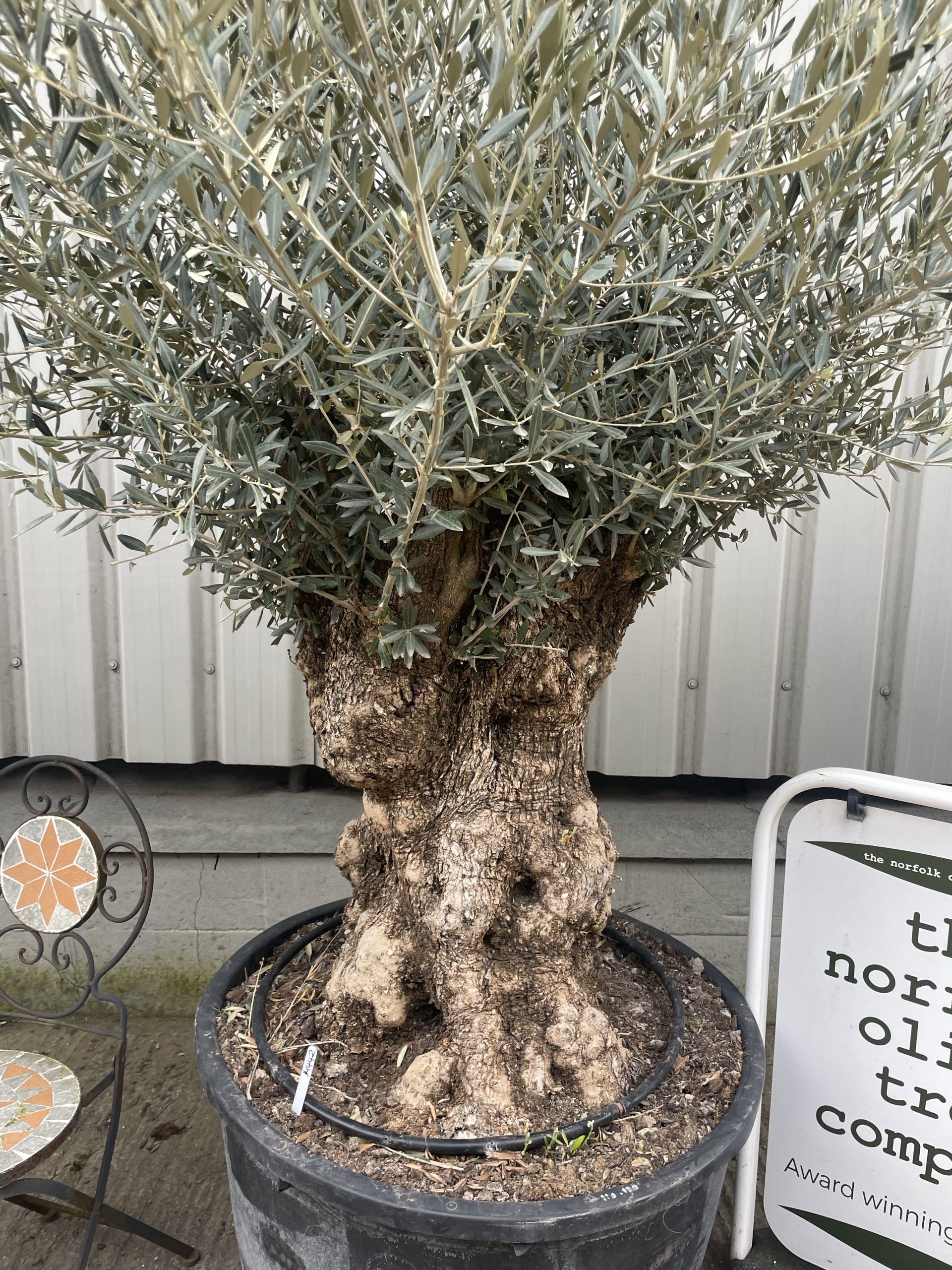Ancient Olive Tree - The Norfolk Olive Tree Company