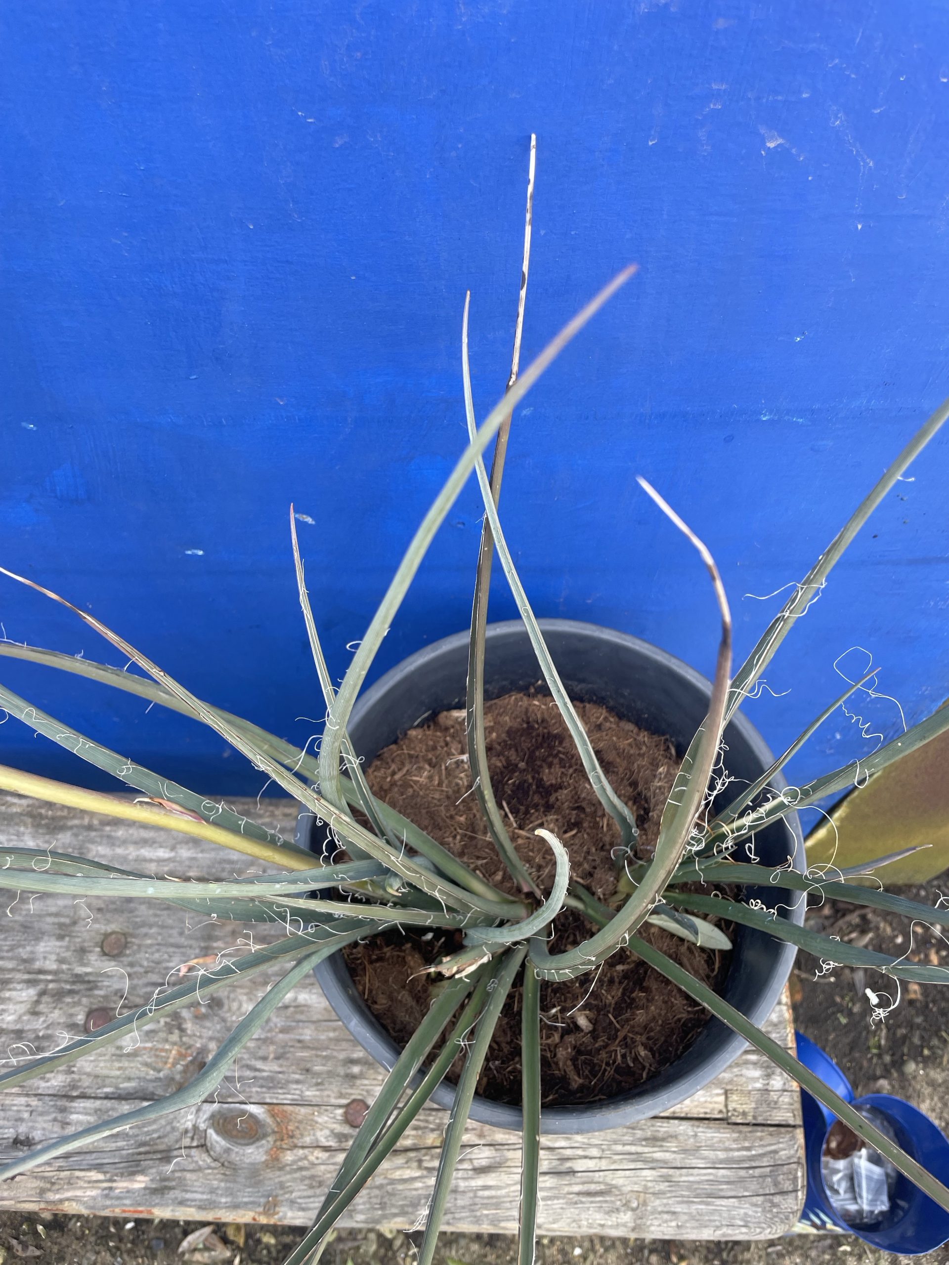 Hesperaloe parviflora - free delivery - The Norfolk Olive Tree Company