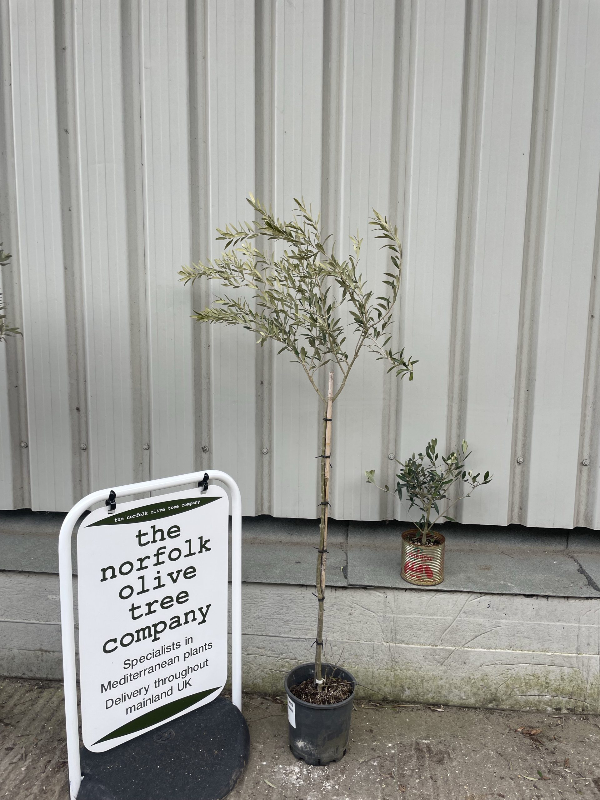 Arbequina Olive tree. Delivery included. - The Norfolk Olive Tree Company