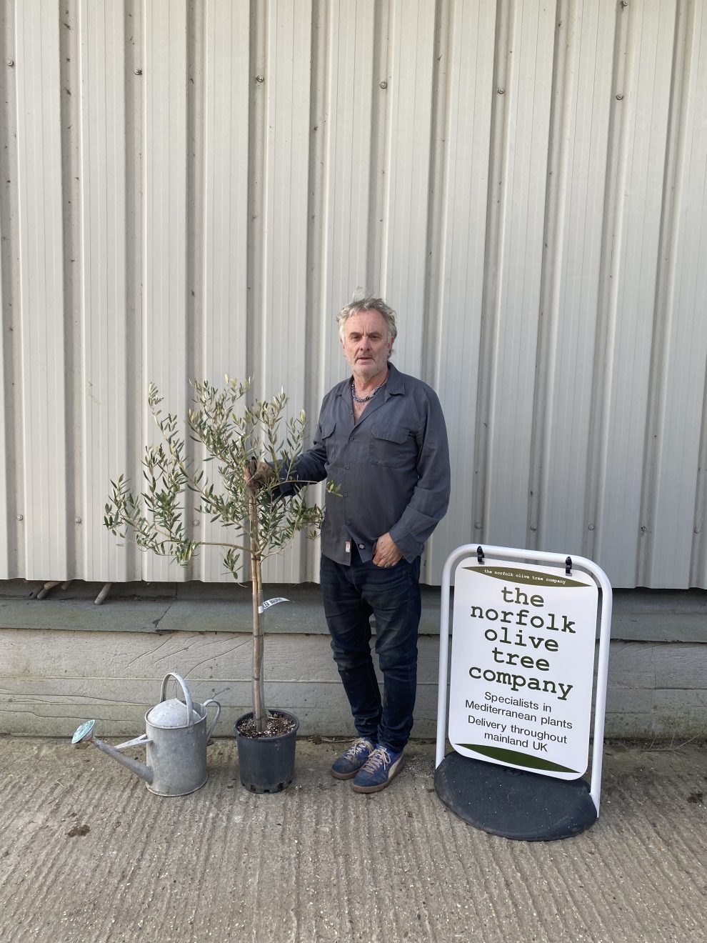 Maurino Olive tree. Delivery included - The Norfolk Olive Tree Company