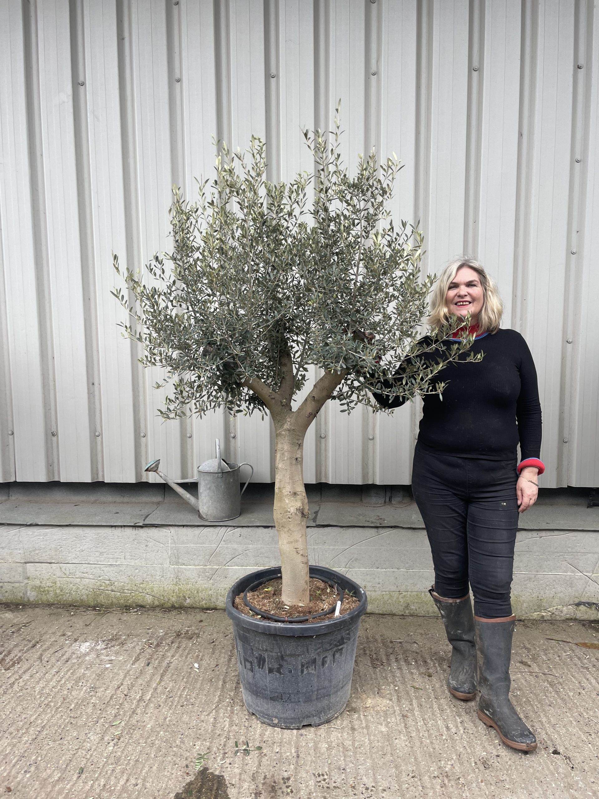 Branched Olive Tree - The Norfolk Olive Tree Company