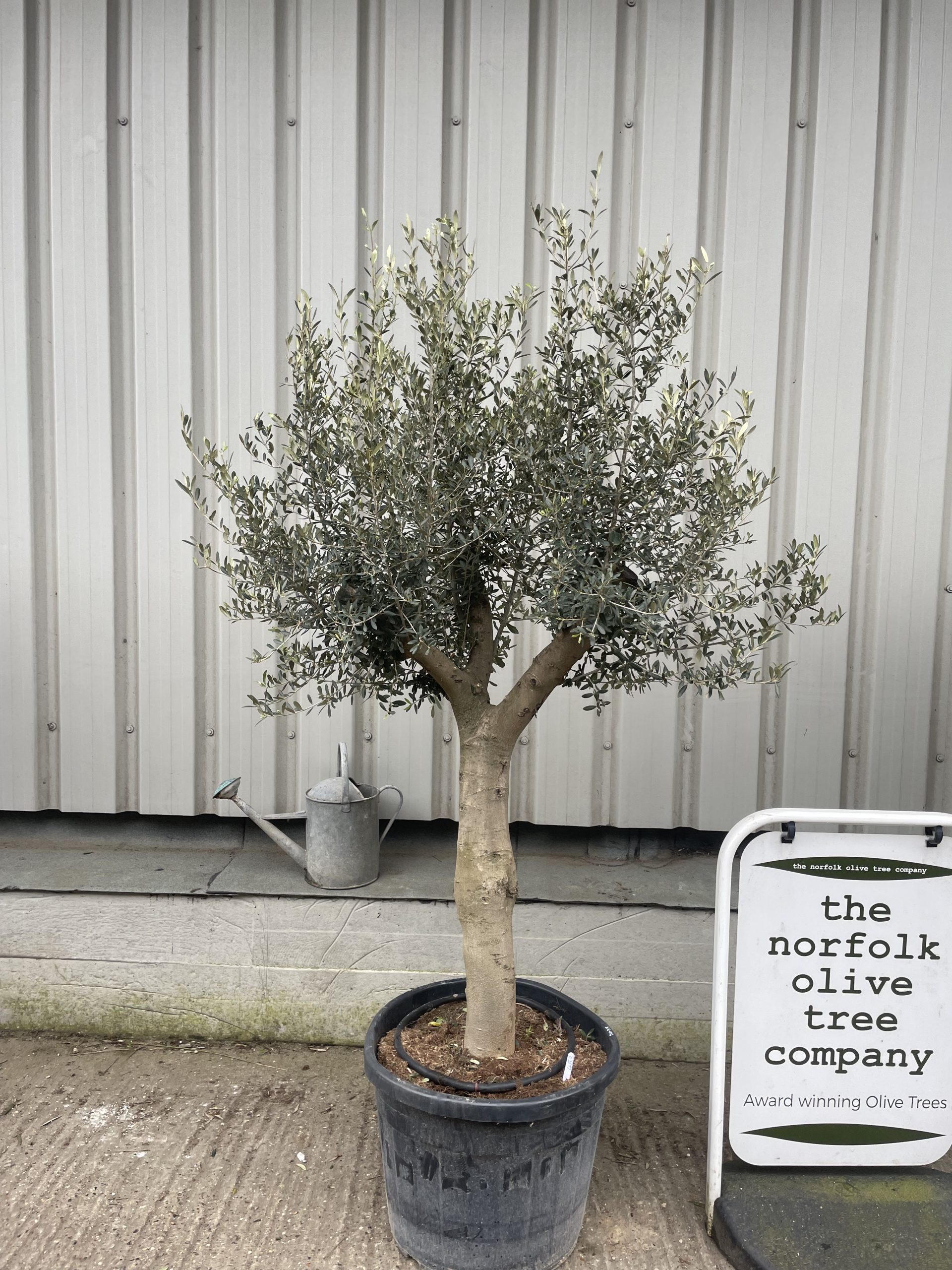 Branched Olive Tree - The Norfolk Olive Tree Company
