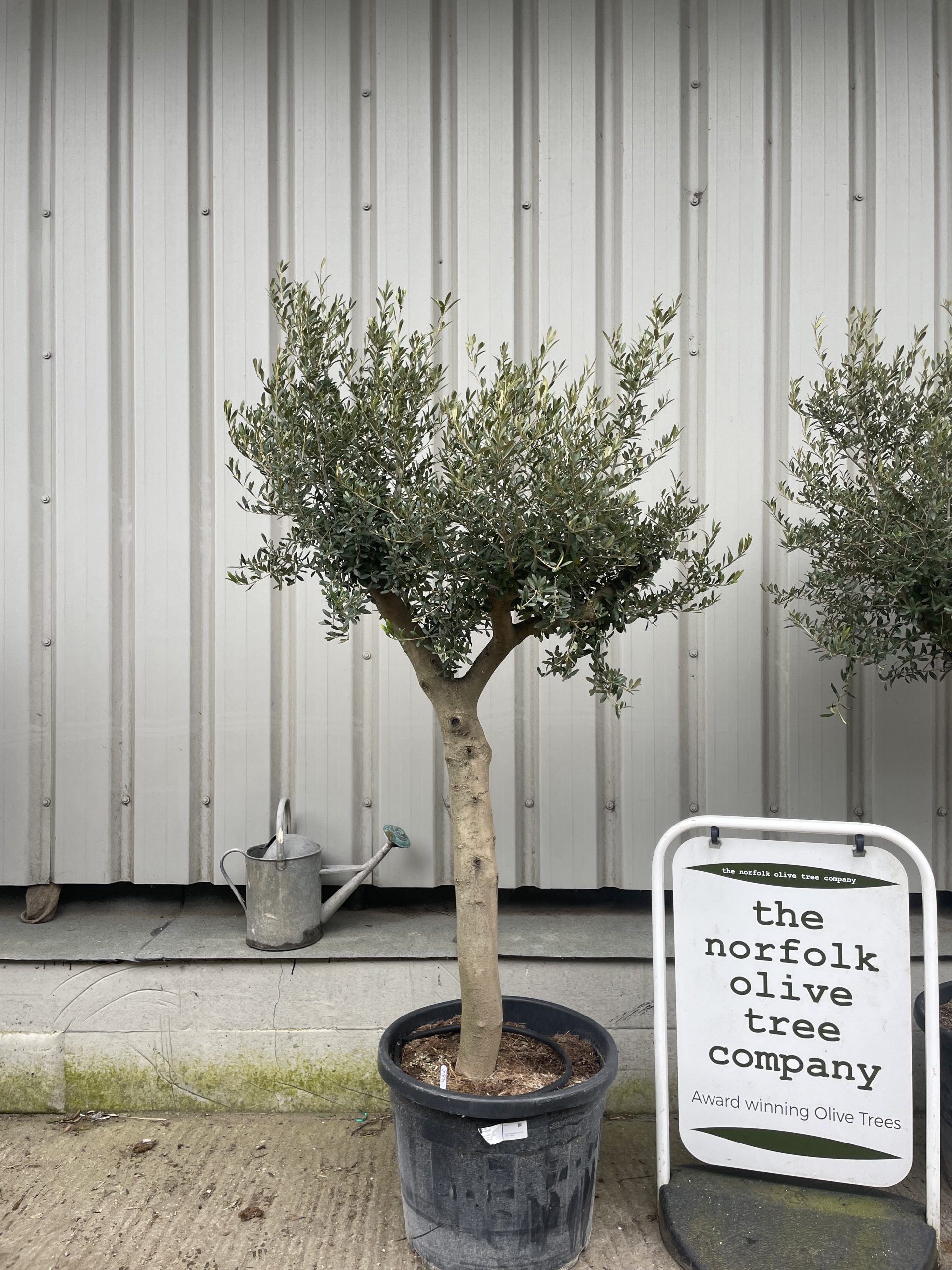 Vase shaped Olive tree - The Norfolk Olive Tree Company