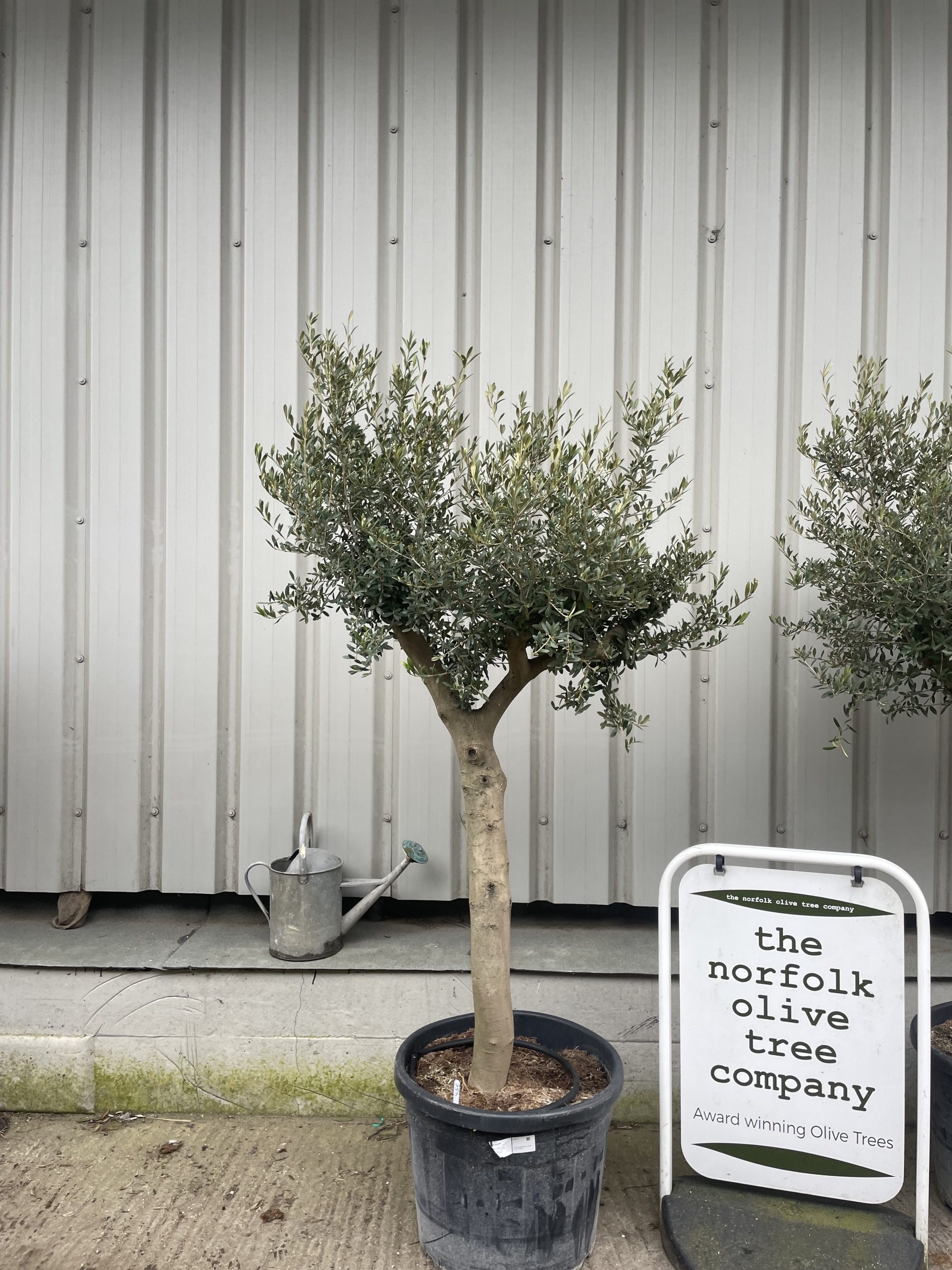 Vase shaped Olive tree - The Norfolk Olive Tree Company