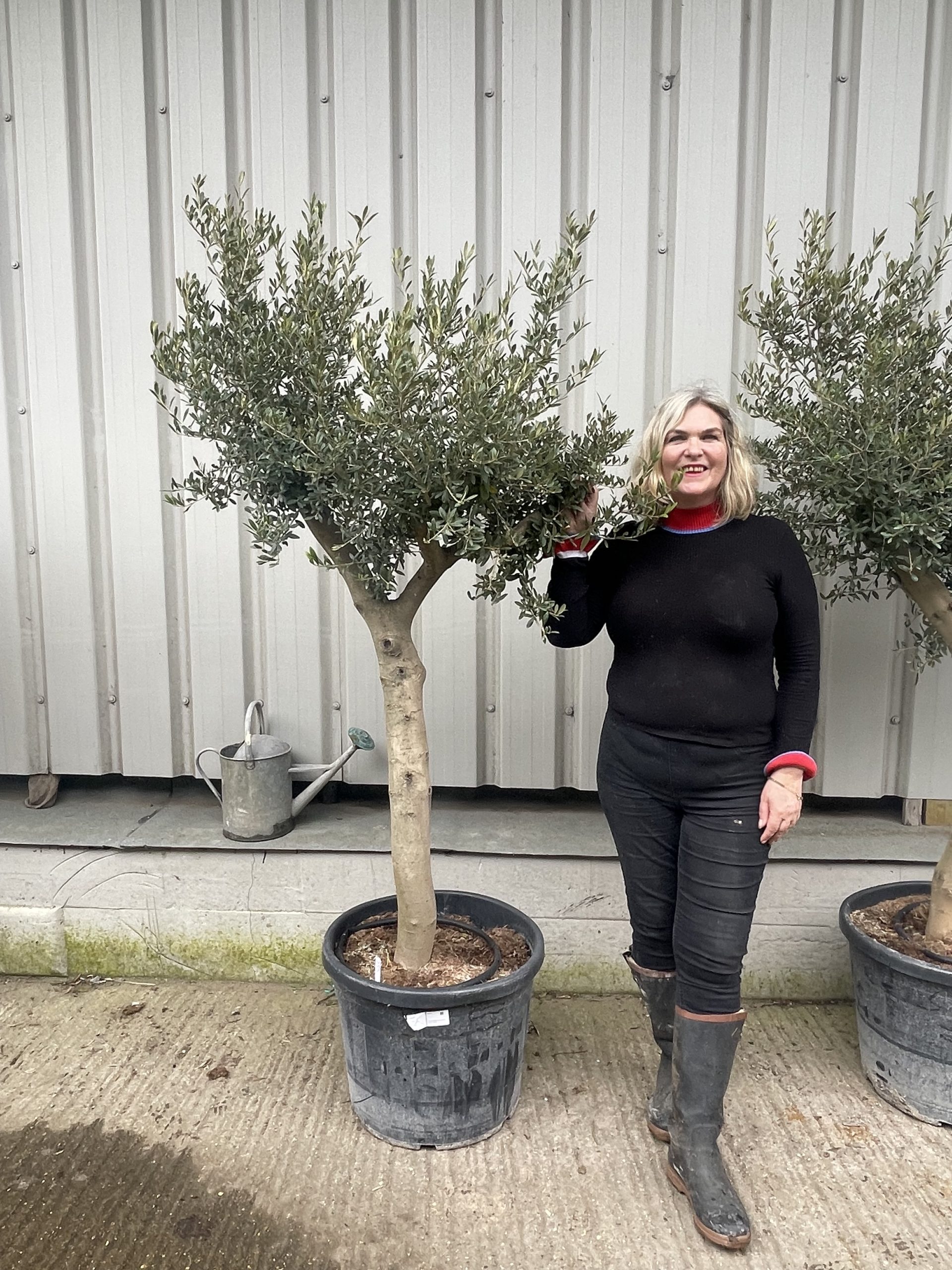 Vase shaped Olive tree - The Norfolk Olive Tree Company