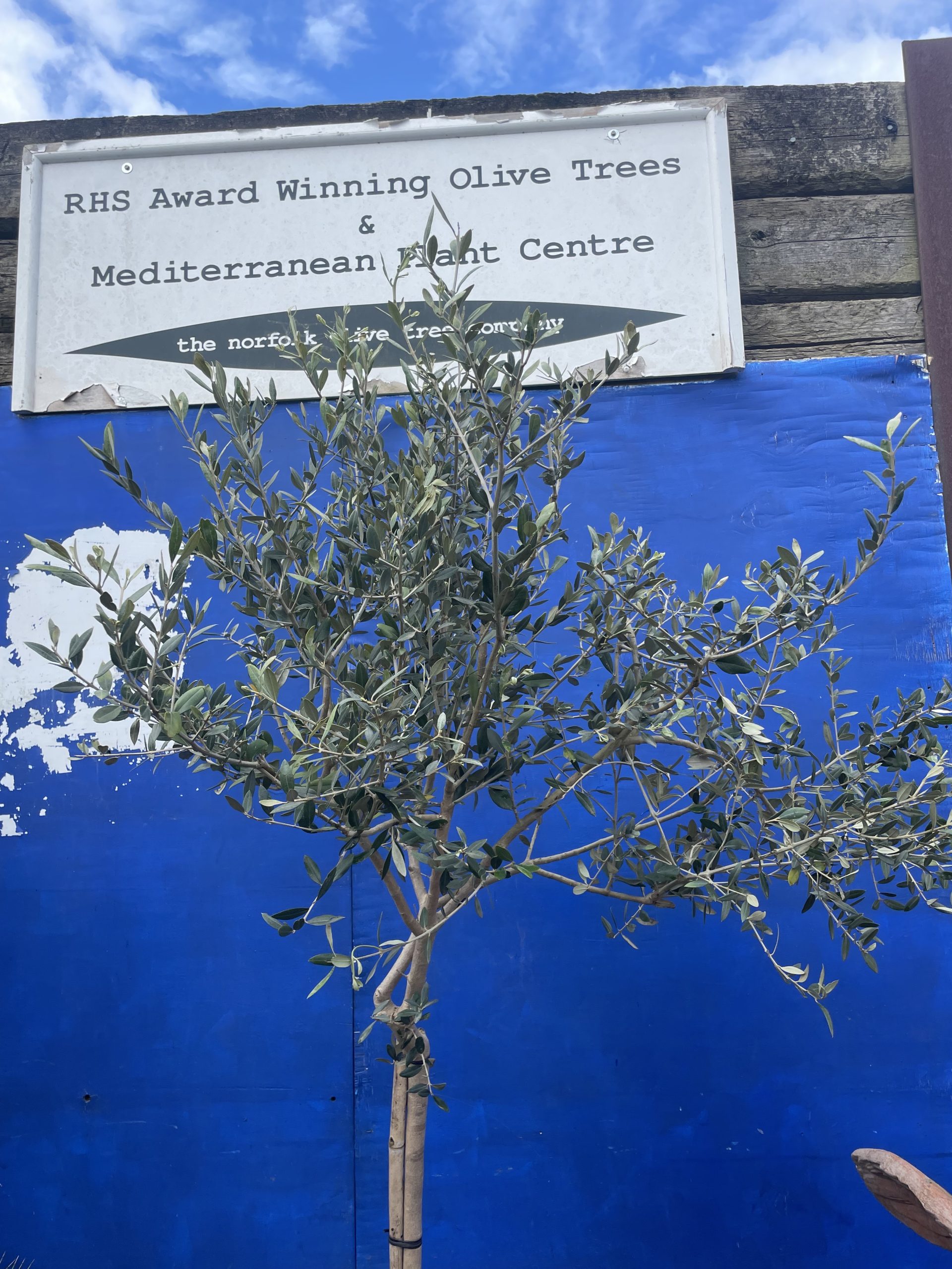 Tuscan Olive tree - free delivery - The Norfolk Olive Tree Company