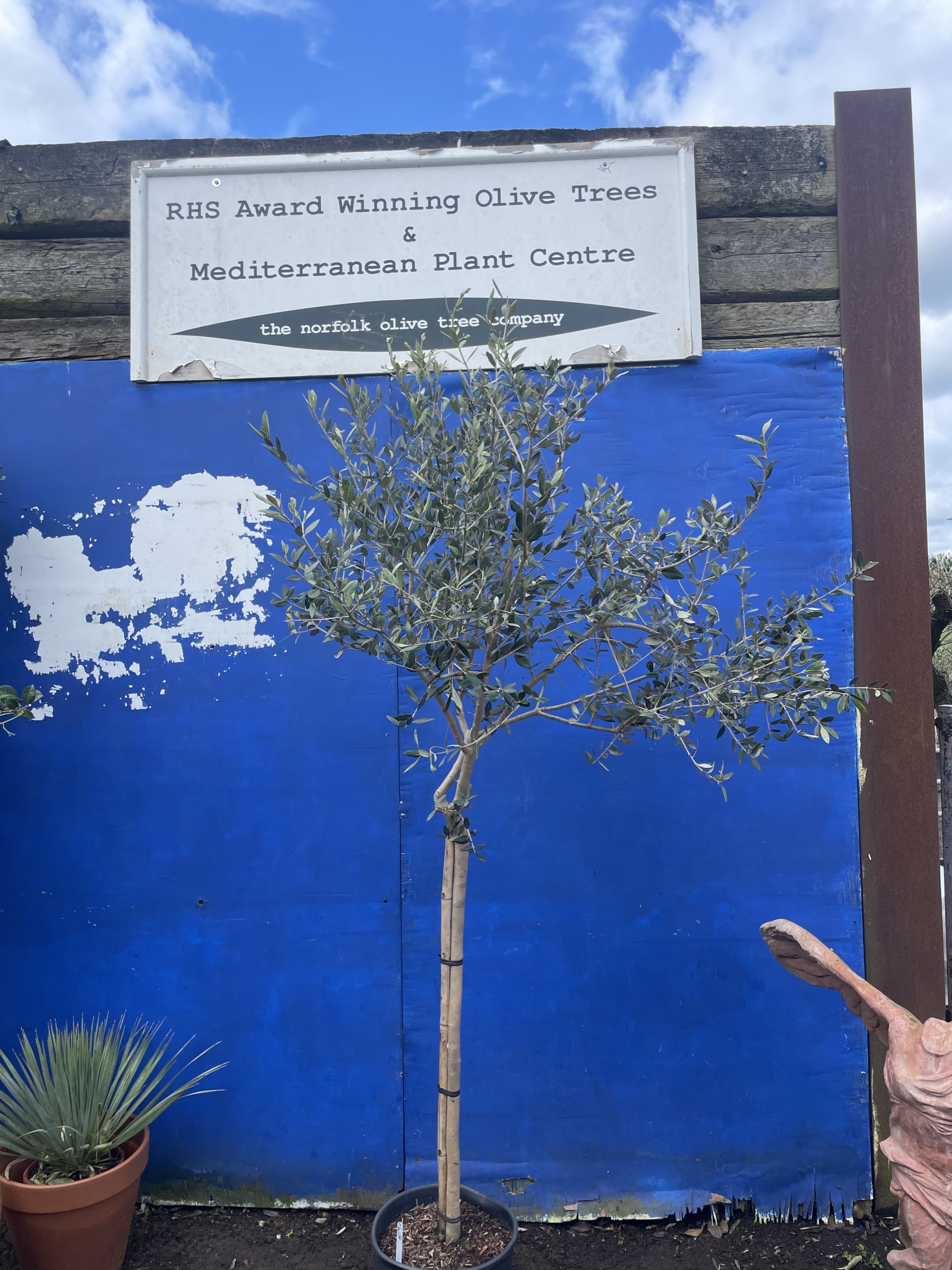 Tuscan Olive tree - free delivery - The Norfolk Olive Tree Company