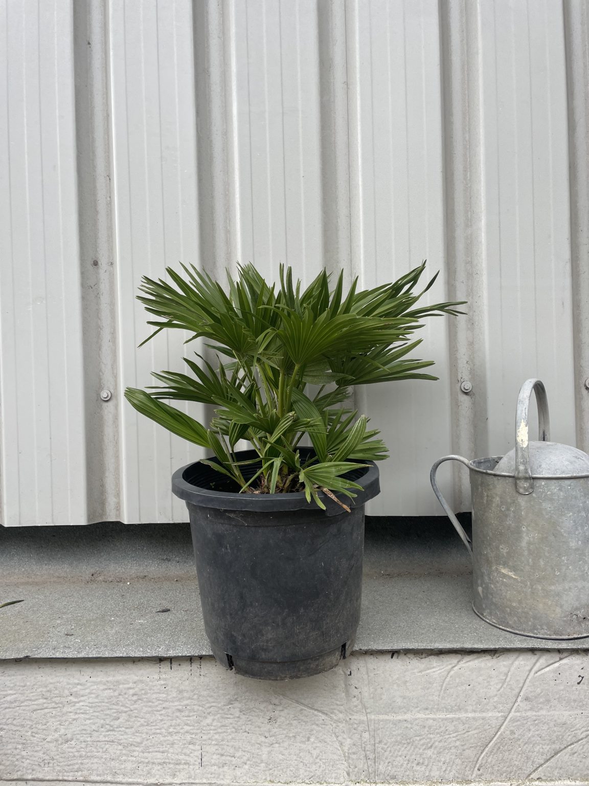 Chamaerops Humilis ‘Volcano’ - free delivery - The Norfolk Olive Tree ...