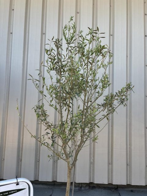 Open crown Olive Tree - free delivery - The Norfolk Olive Tree Company
