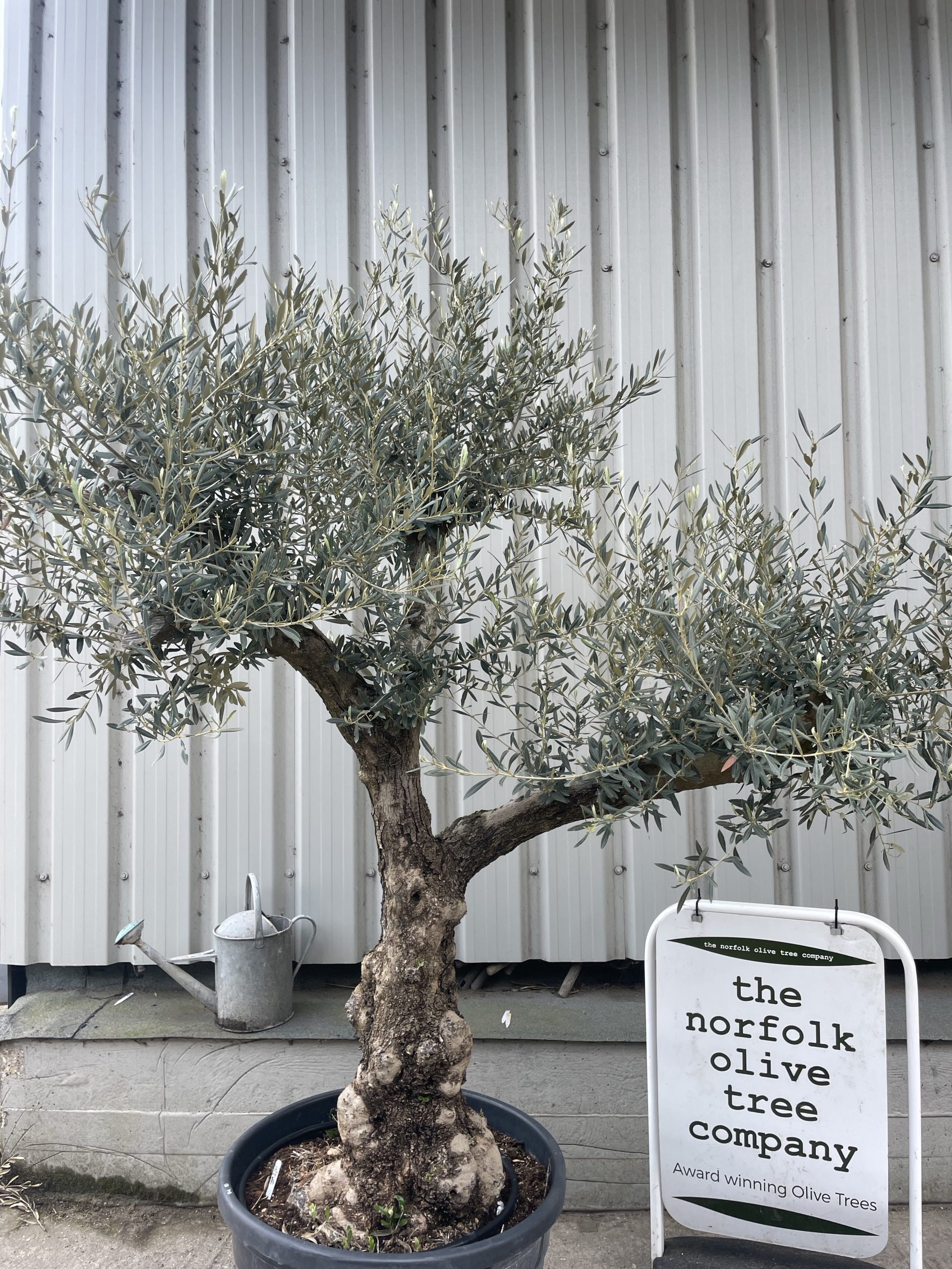 Branched Olive Tree - The Norfolk Olive Tree Company