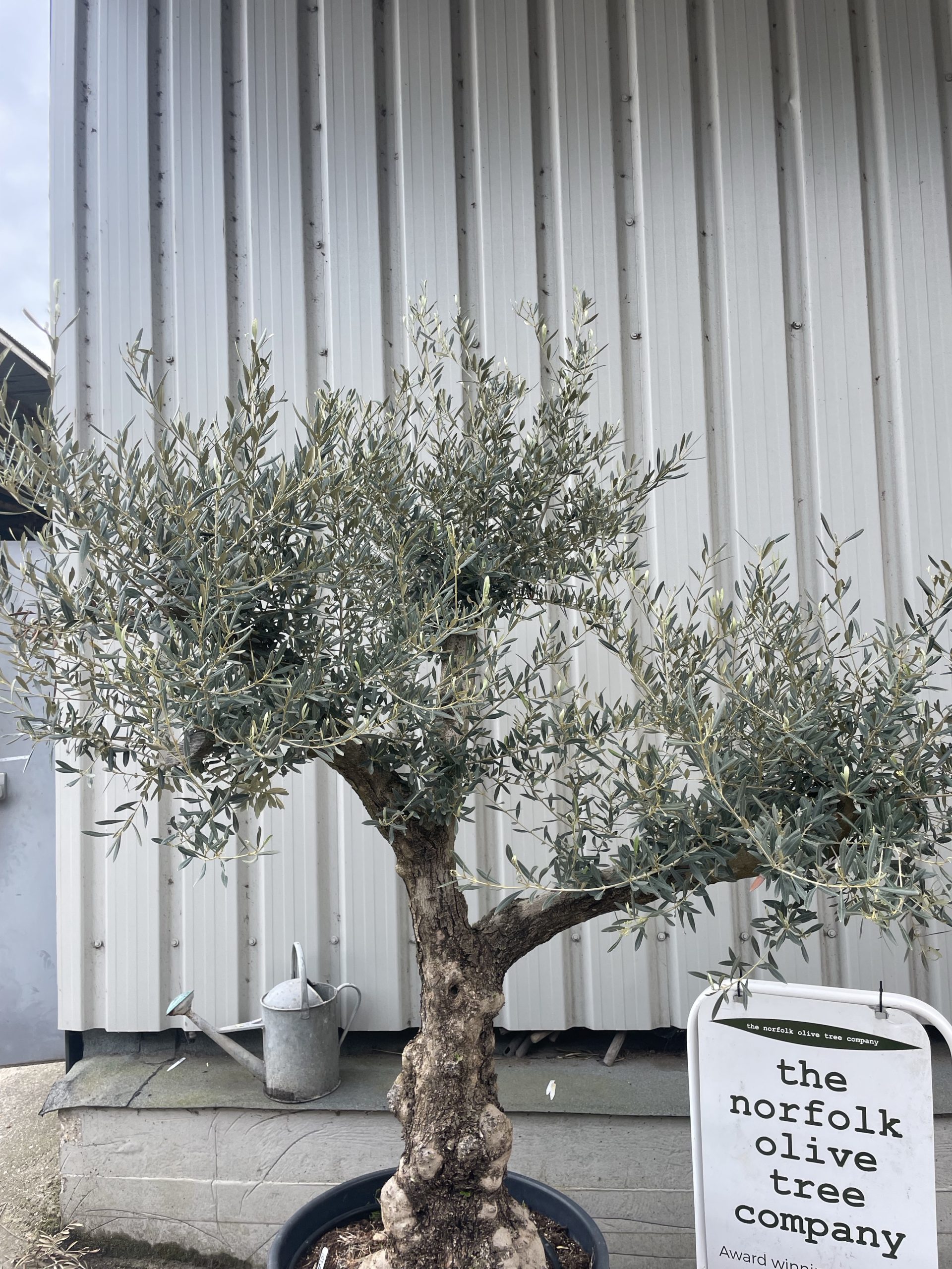 Branched Olive Tree - The Norfolk Olive Tree Company