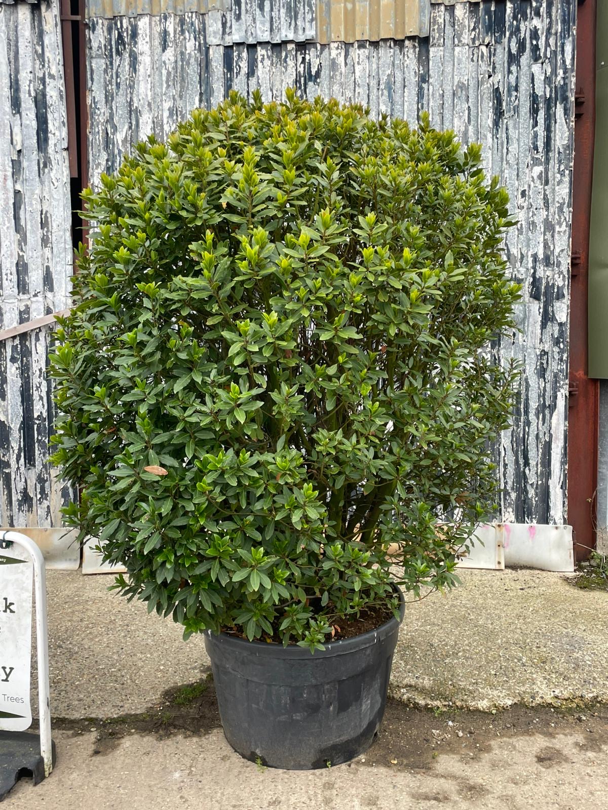 Pair of Bay tree topiary - The Norfolk Olive Tree Company