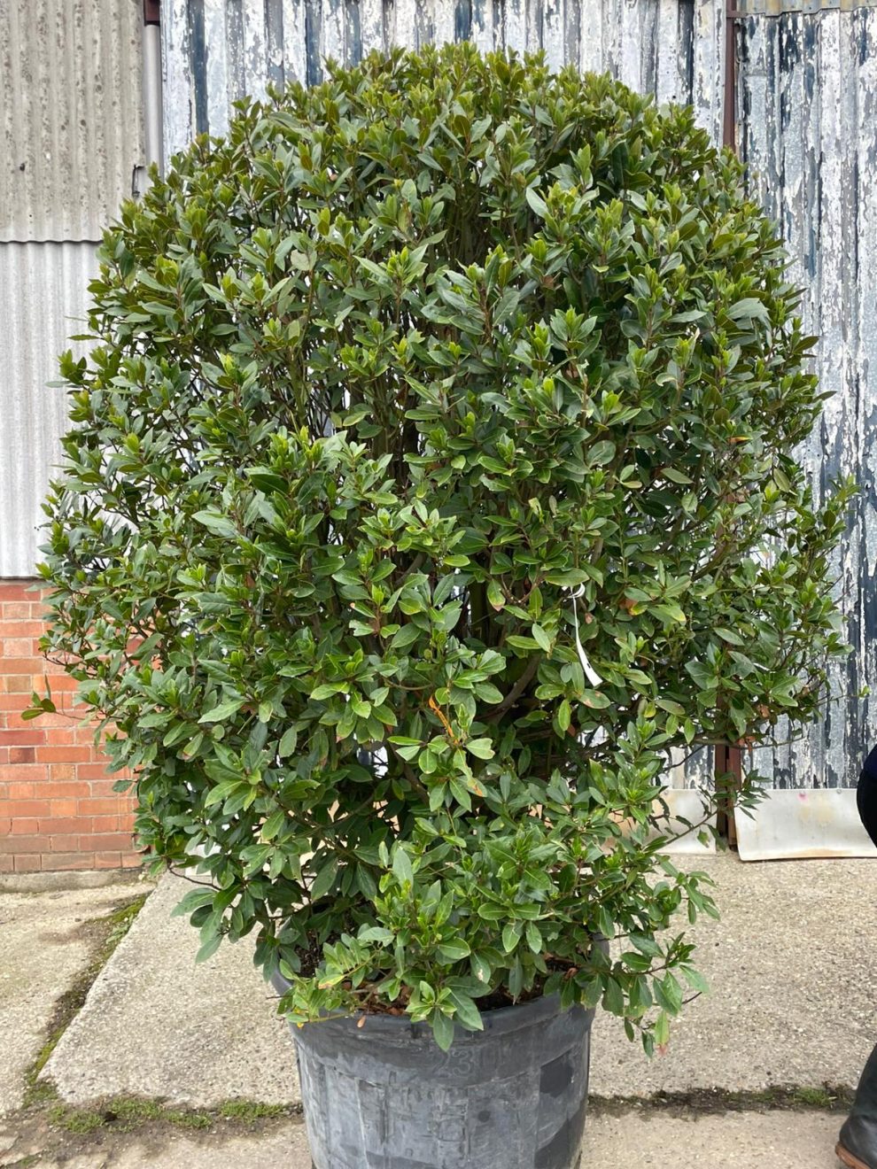 Pair of Bay tree topiary - The Norfolk Olive Tree Company