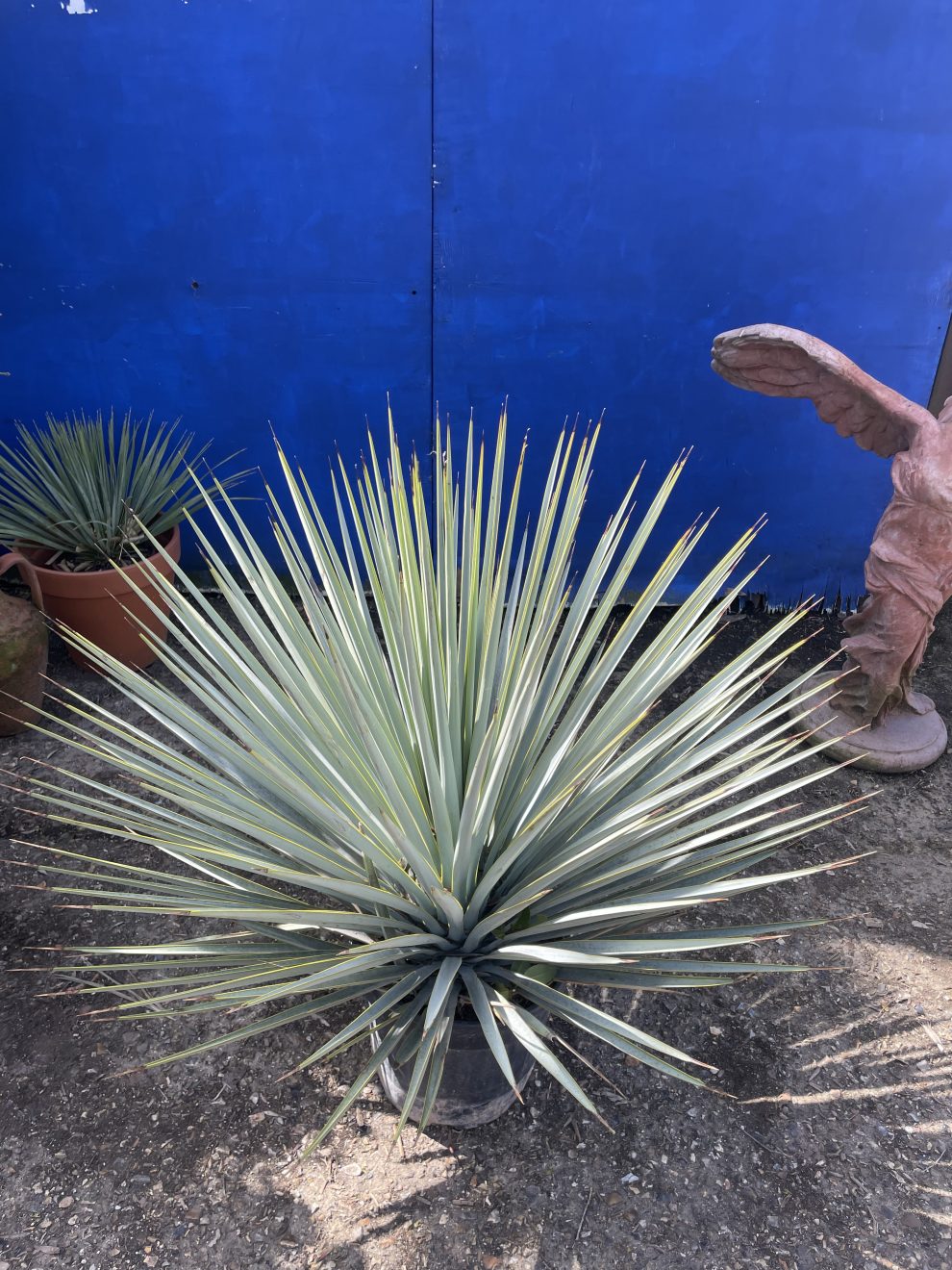 Yucca Thompsoniana - Delivery included. - The Norfolk Olive Tree Company