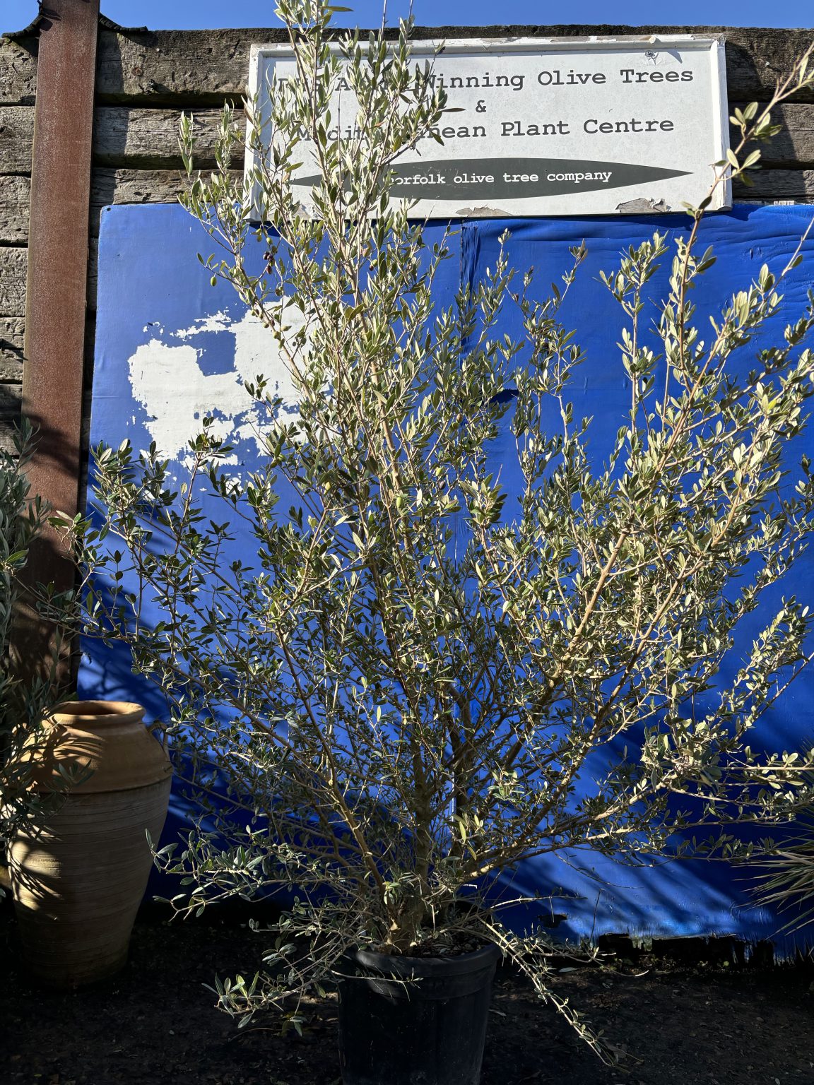Wild Olive Tree - Oleaster variety. Free delivery. - The Norfolk Olive ...