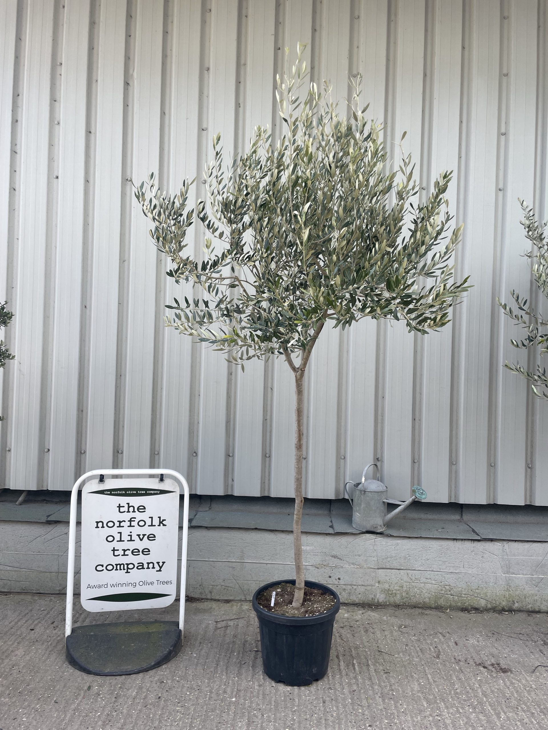 Tuscan Olive tree - free delivery - The Norfolk Olive Tree Company