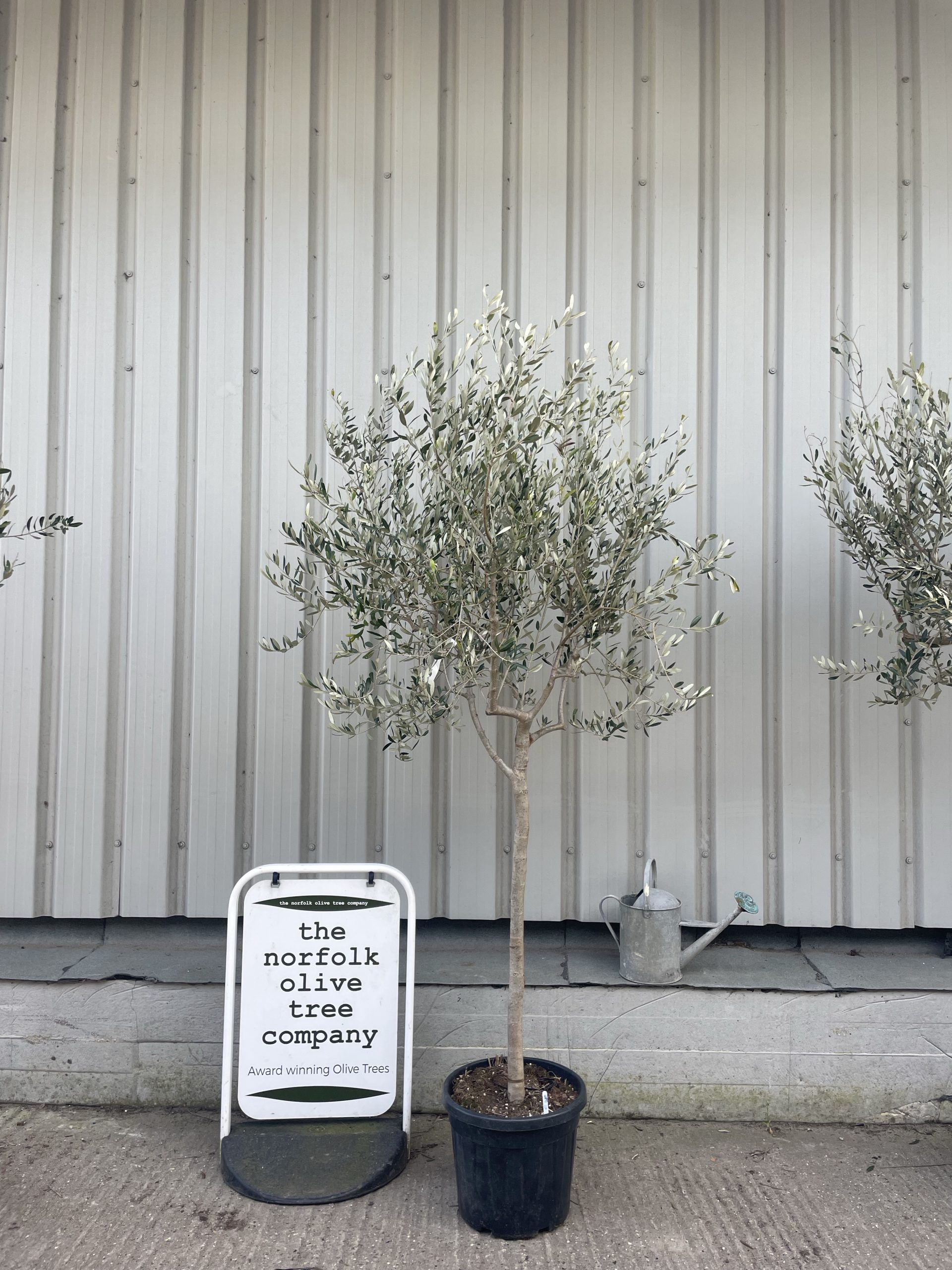Tuscan Olive tree - free delivery - The Norfolk Olive Tree Company