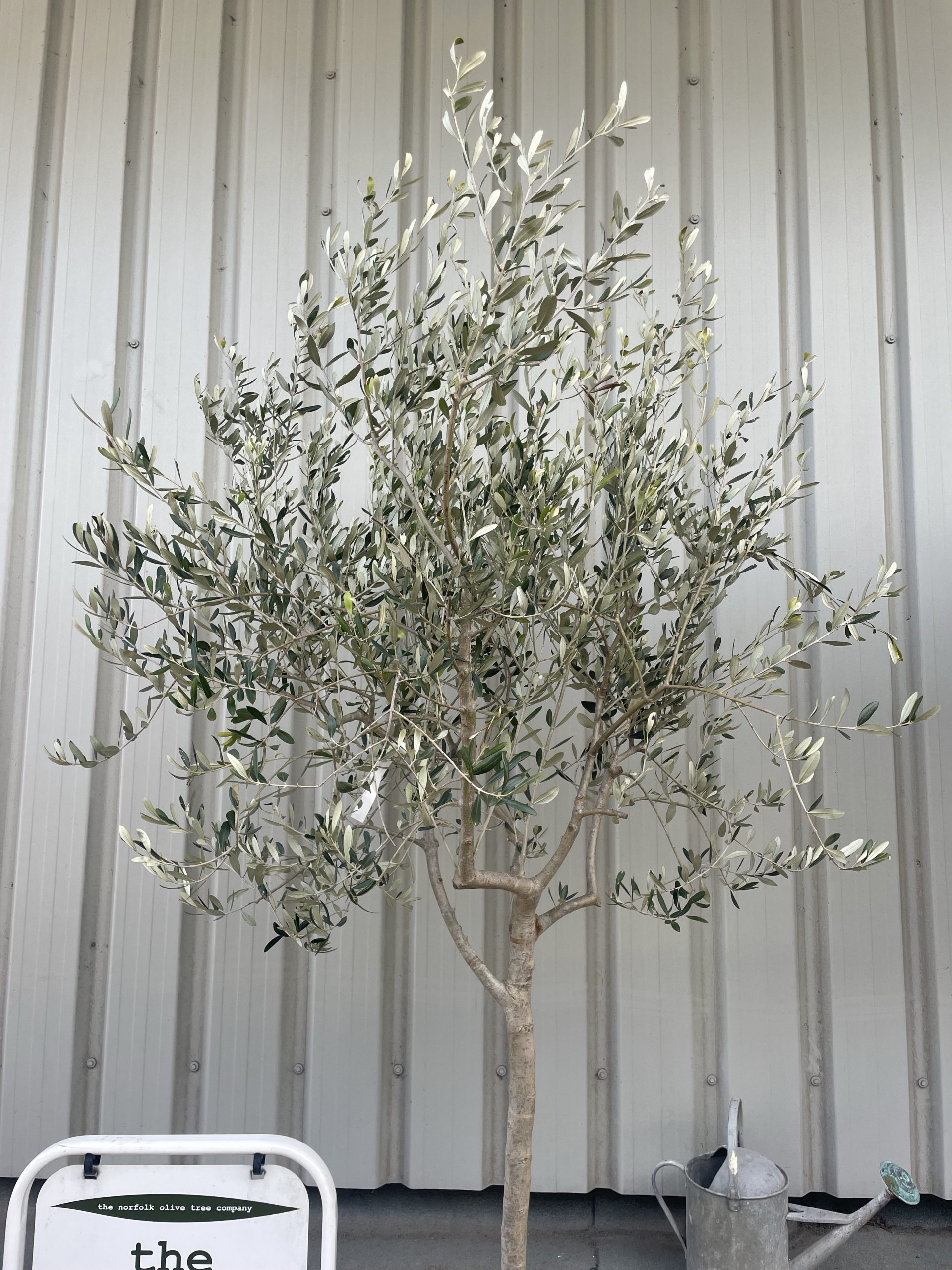 Tuscan Olive tree - free delivery - The Norfolk Olive Tree Company