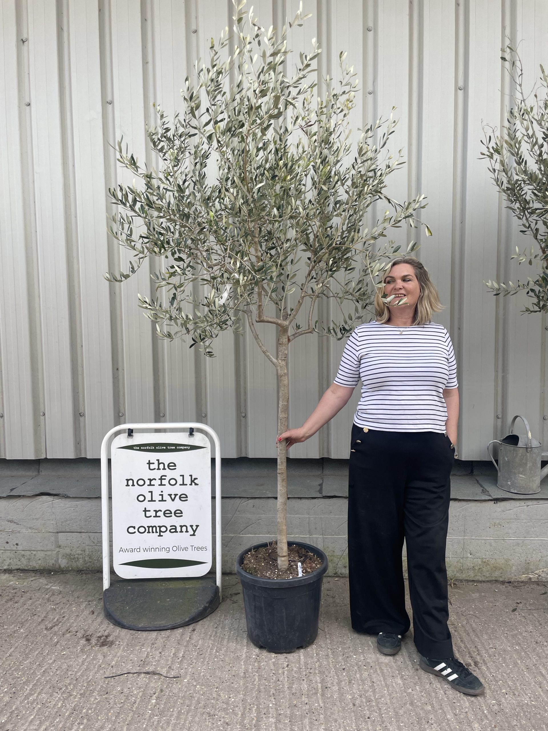 Tuscan Olive tree - free delivery - The Norfolk Olive Tree Company
