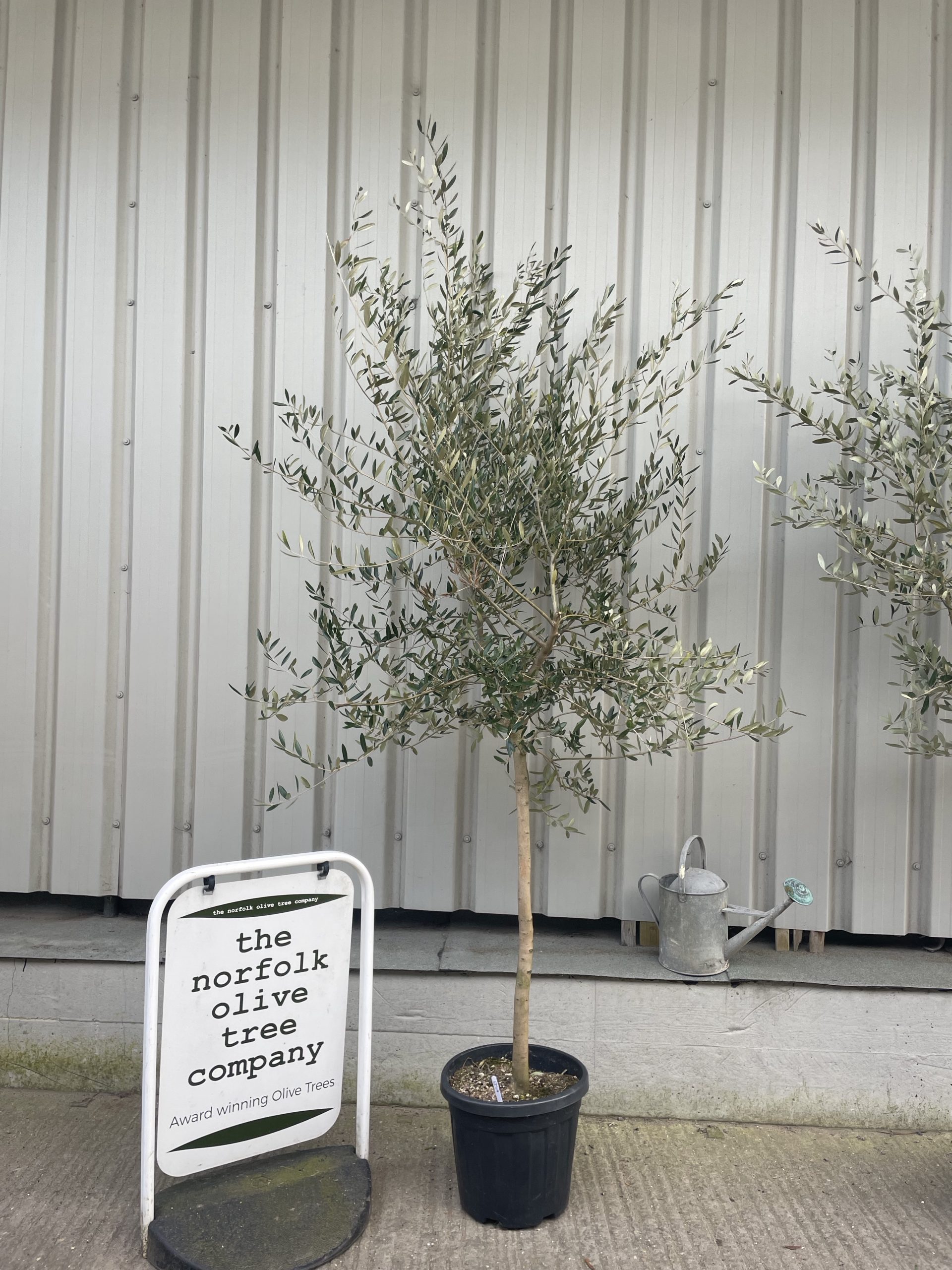 Tuscan Olive tree - free delivery - The Norfolk Olive Tree Company