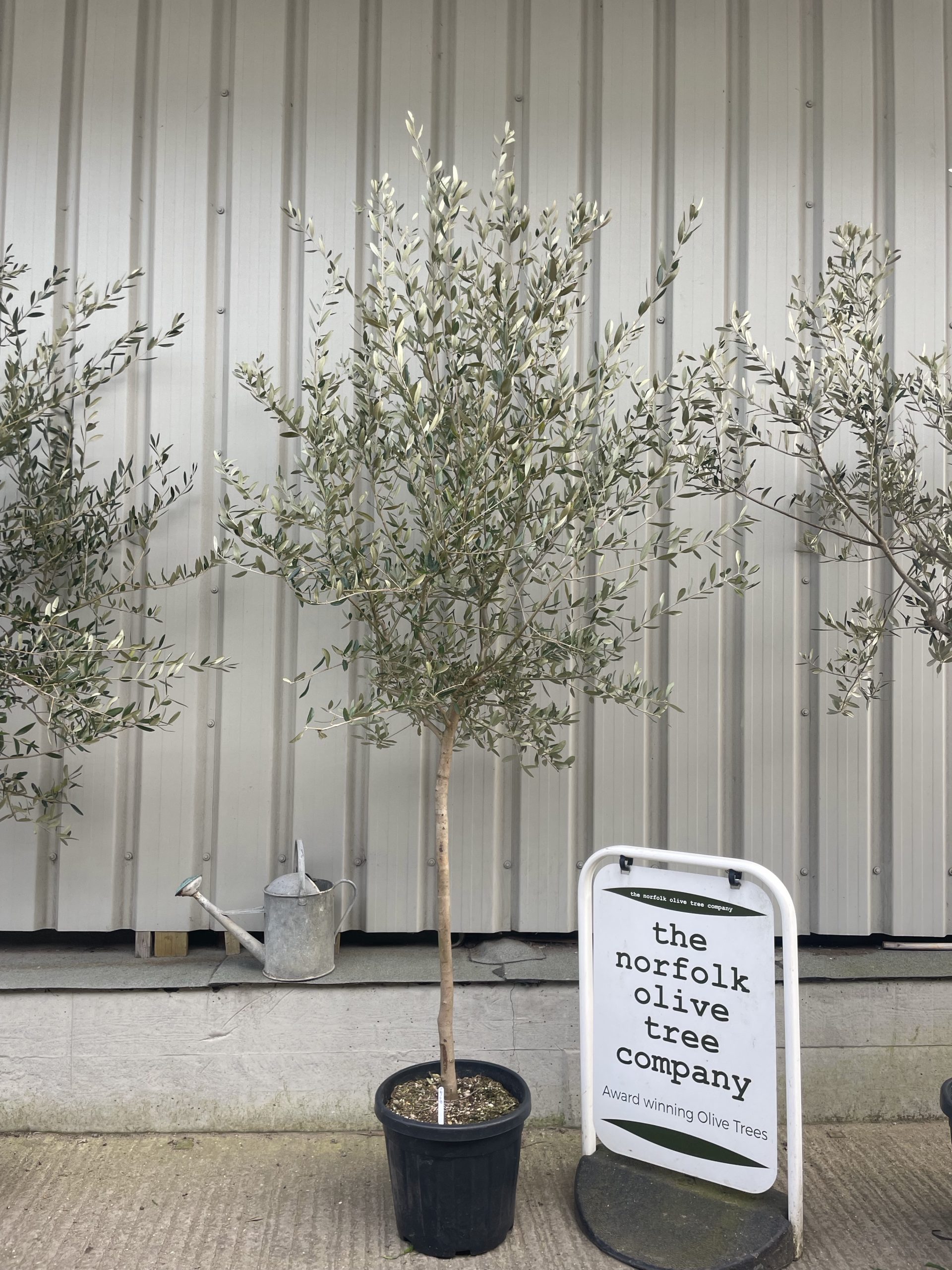 Tuscan Olive tree - free delivery - The Norfolk Olive Tree Company