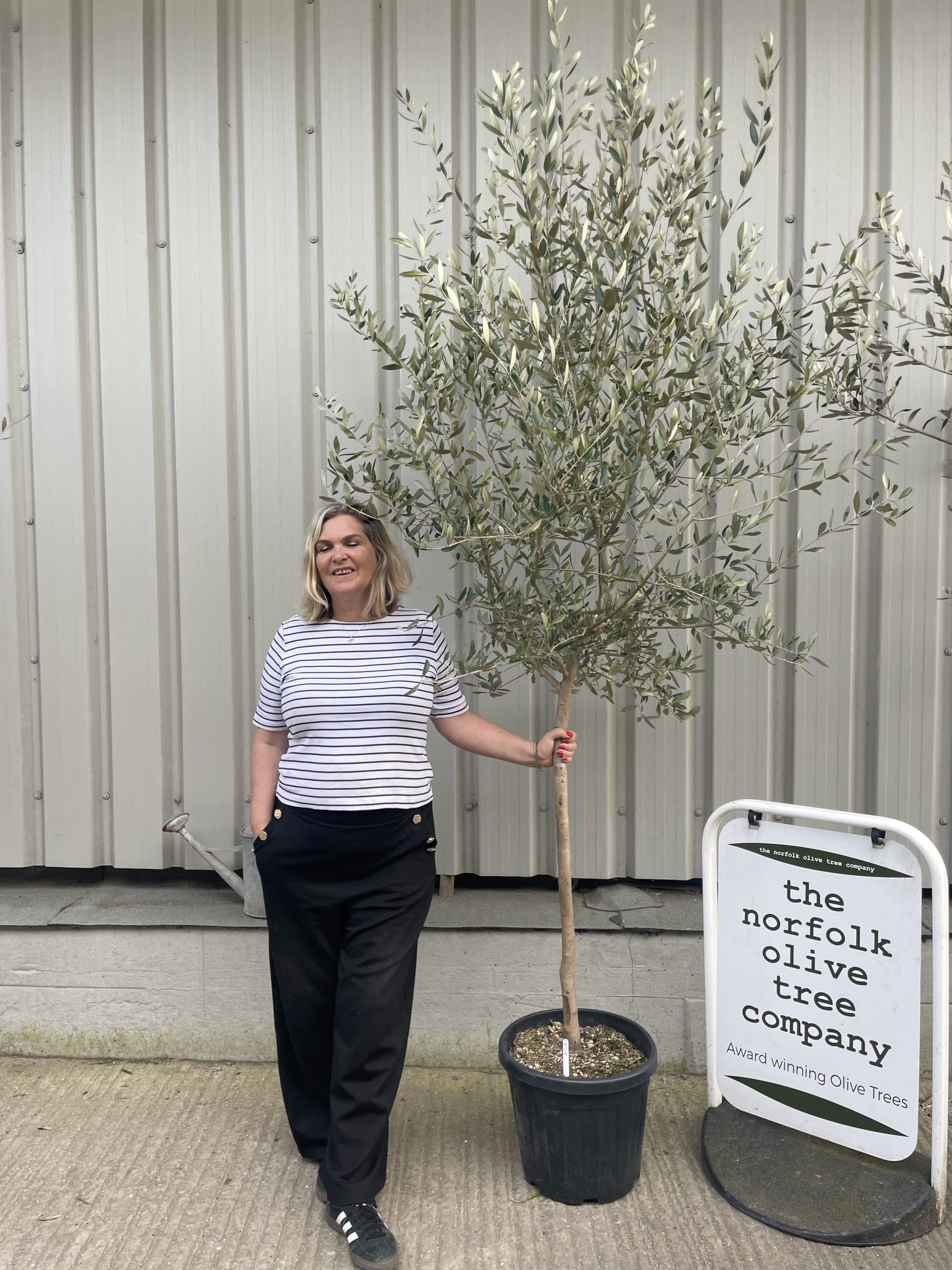 Tuscan Olive tree - free delivery - The Norfolk Olive Tree Company