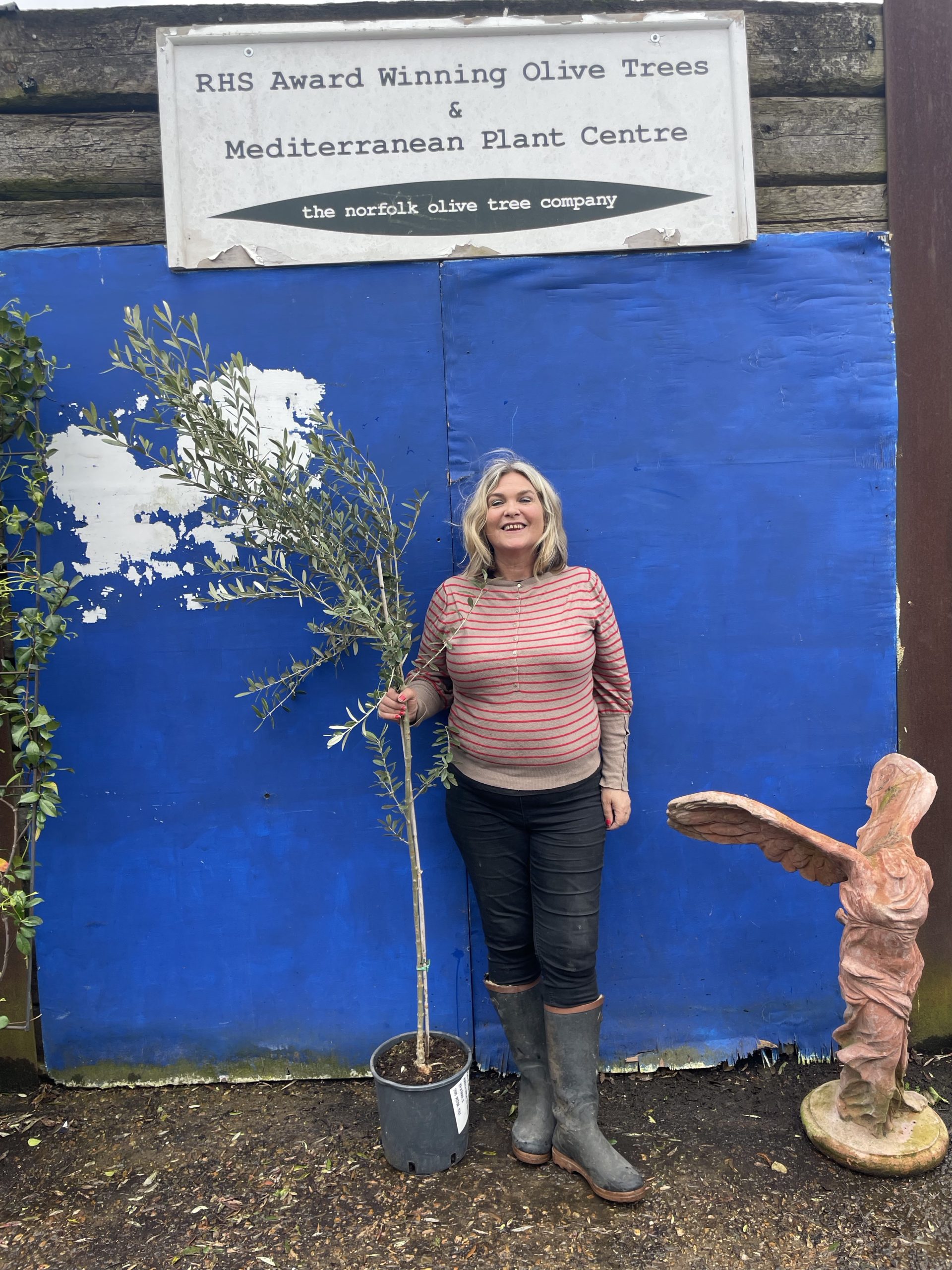 Leccino Olive tree, free delivery. - The Norfolk Olive Tree Company