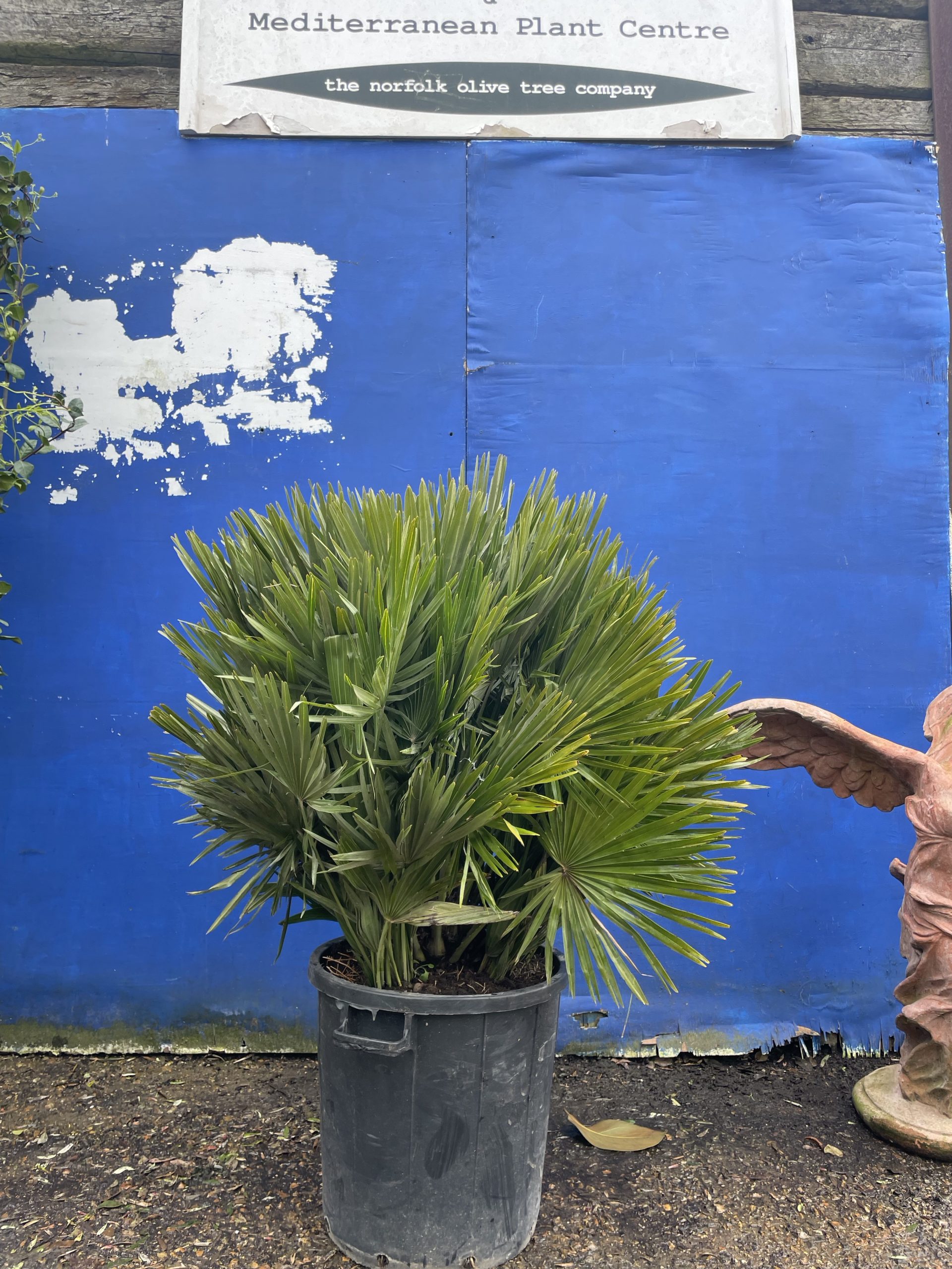 Chamaerops Humilis ‘Volcano’ Compacta - free delivery - The Norfolk ...