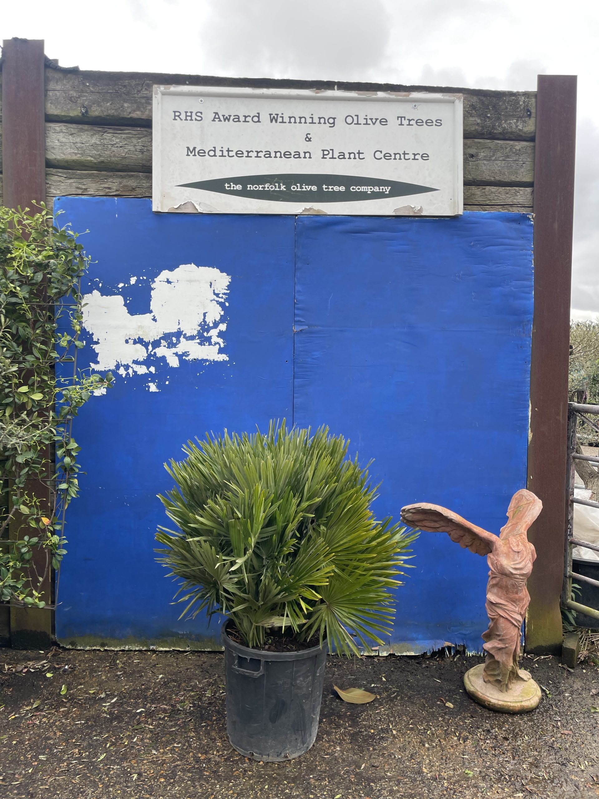 Chamaerops Humilis ‘Volcano’ Compacta - free delivery - The Norfolk ...