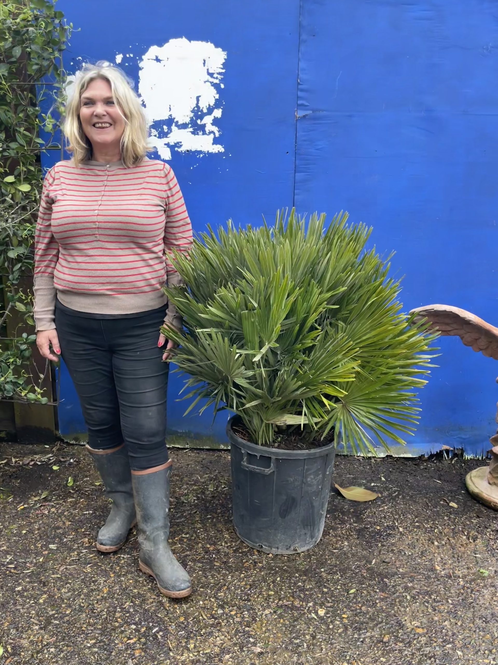 Chamaerops Humilis ‘Volcano’ Compacta - free delivery - The Norfolk ...