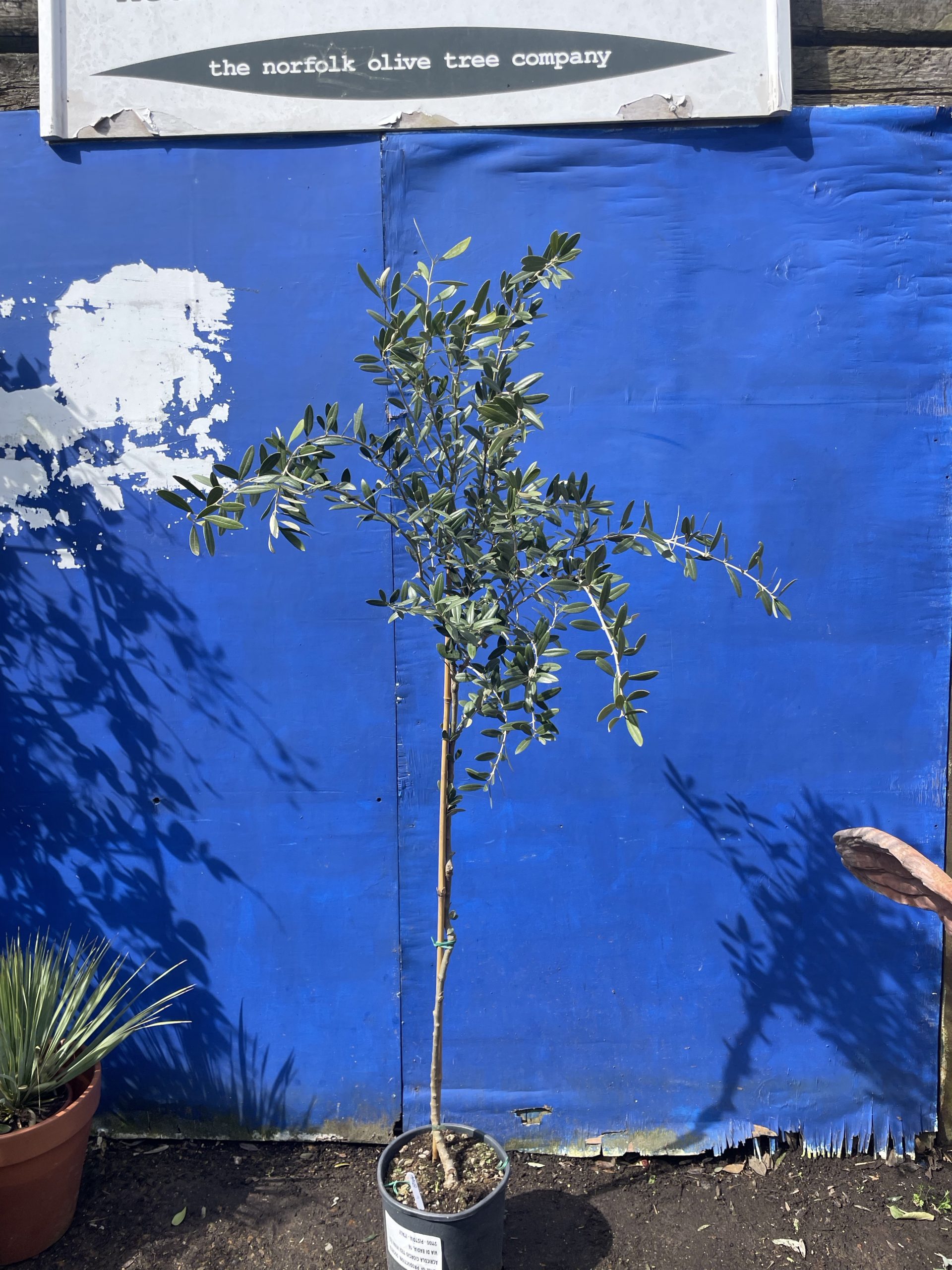 Patio Olive tree - free delivery - The Norfolk Olive Tree Company