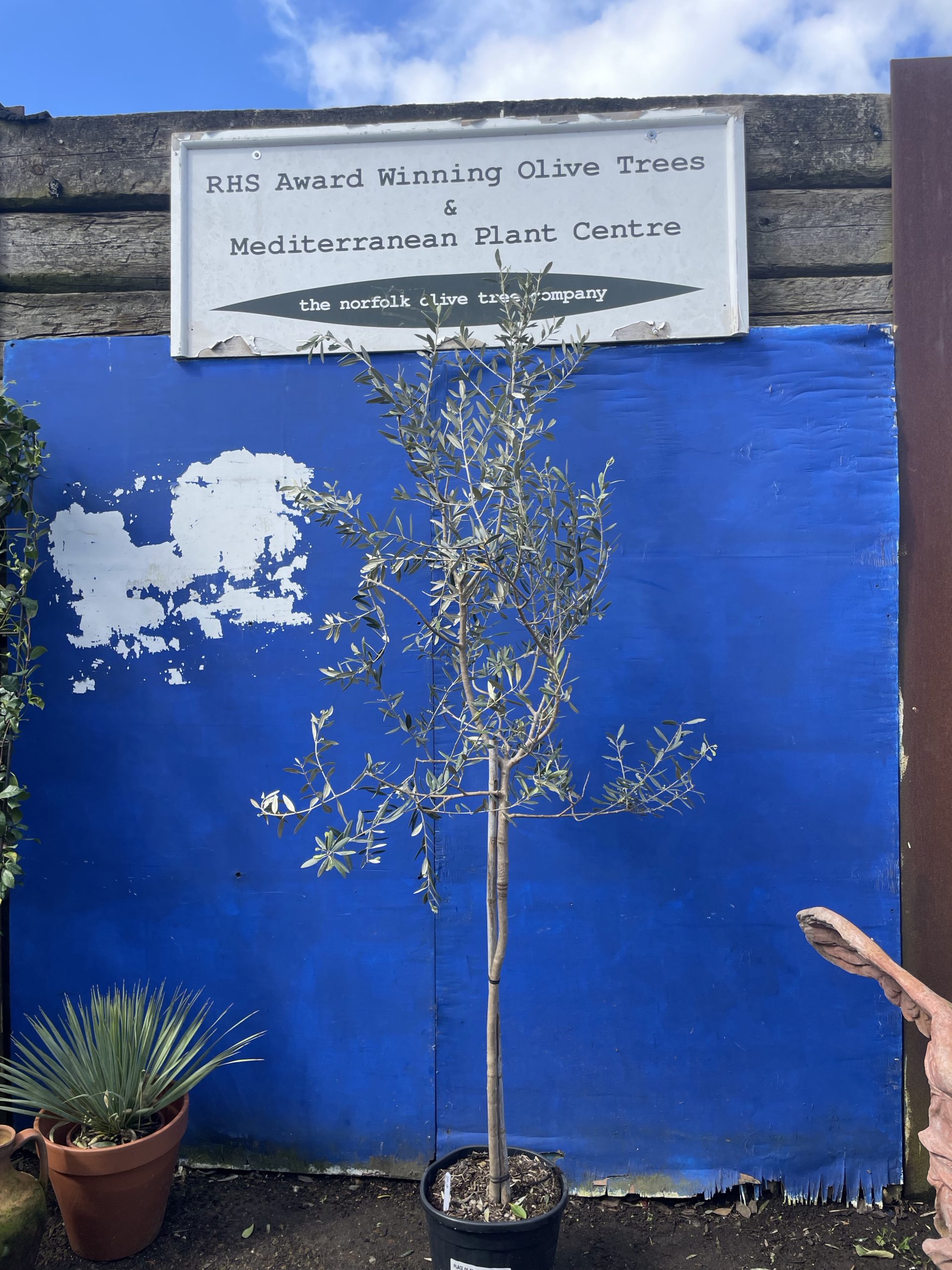 Courtyard Olive tree