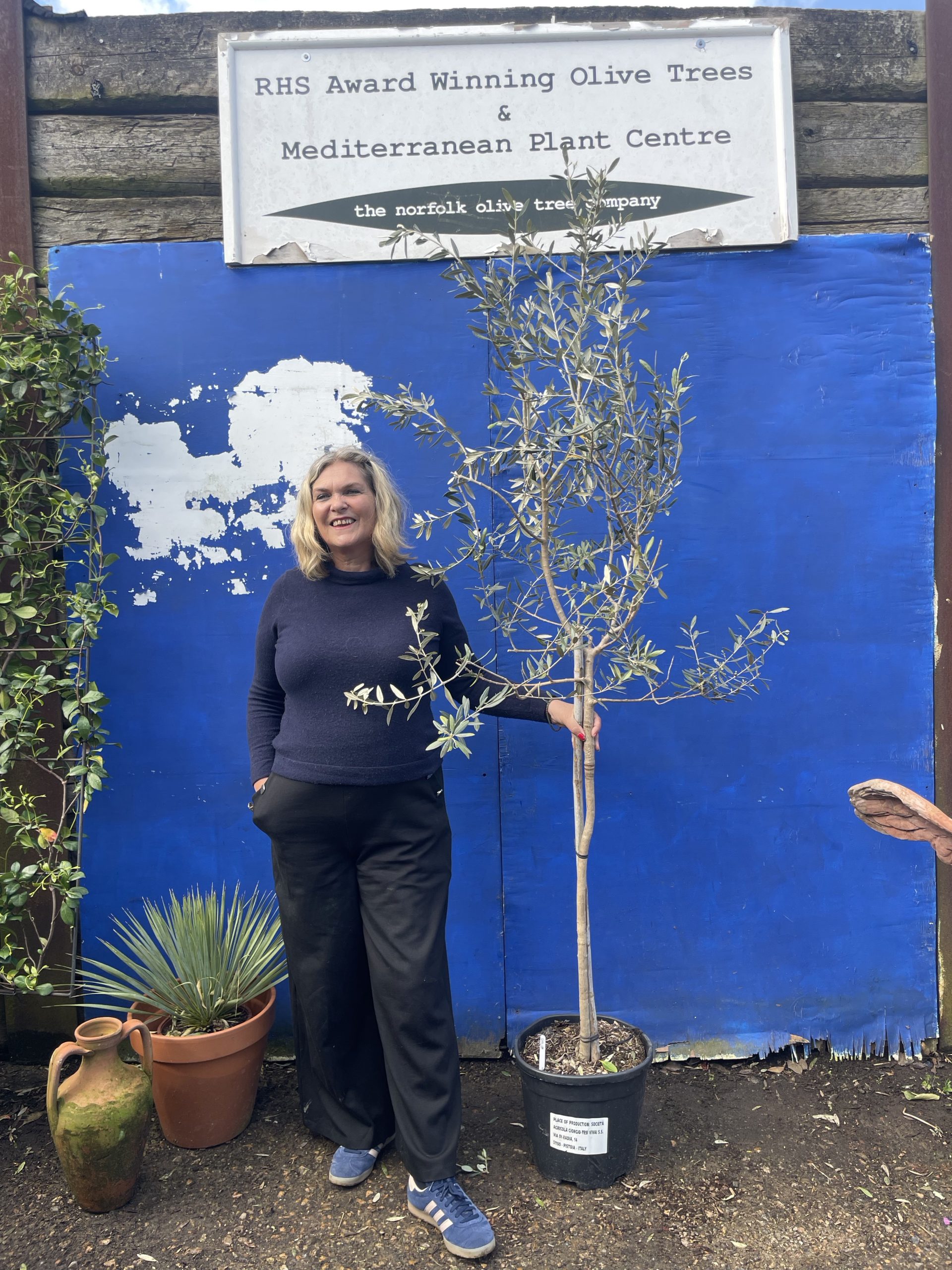 Courtyard Olive tree
