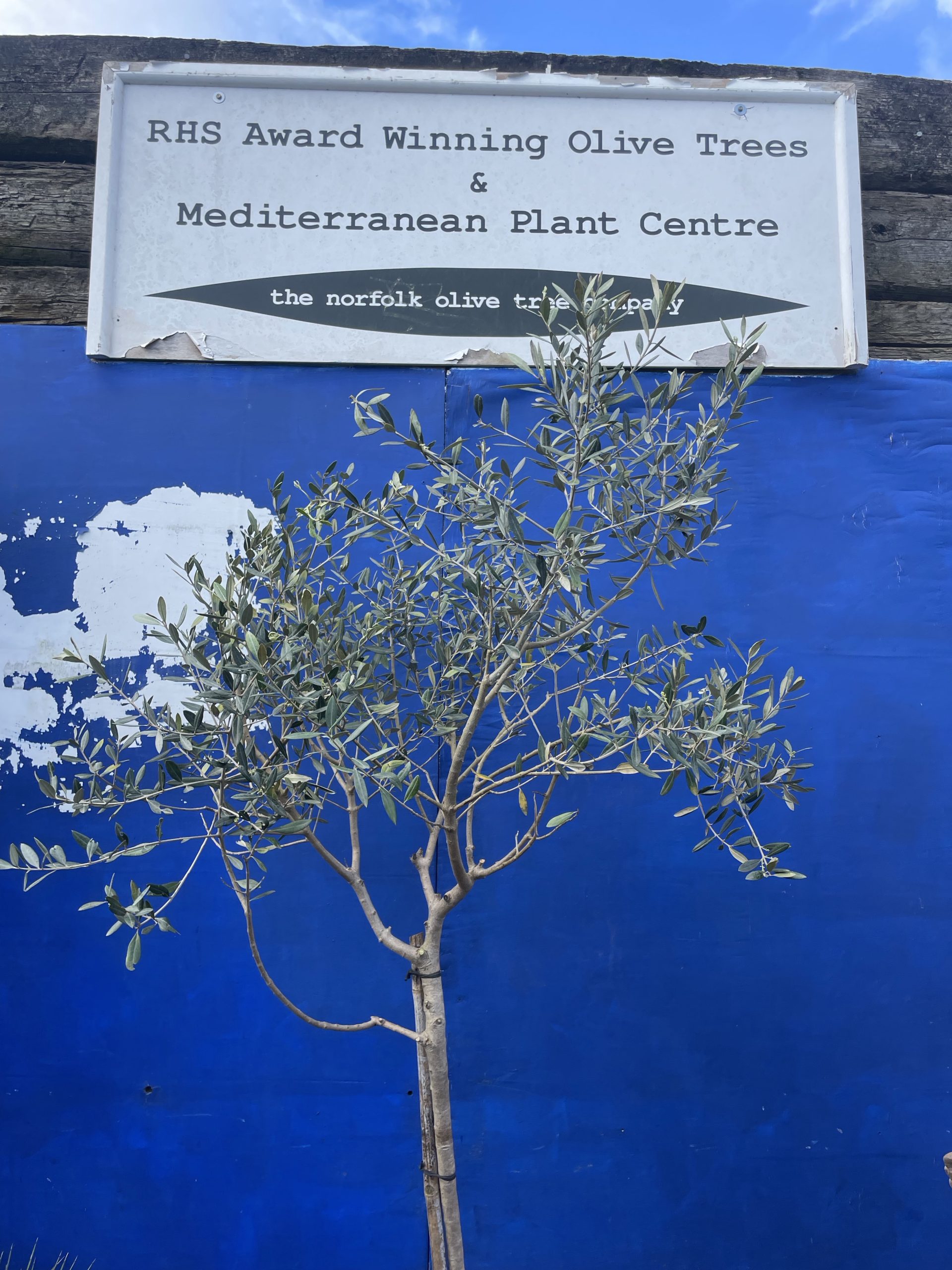 Tuscan Olive tree - free delivery - The Norfolk Olive Tree Company