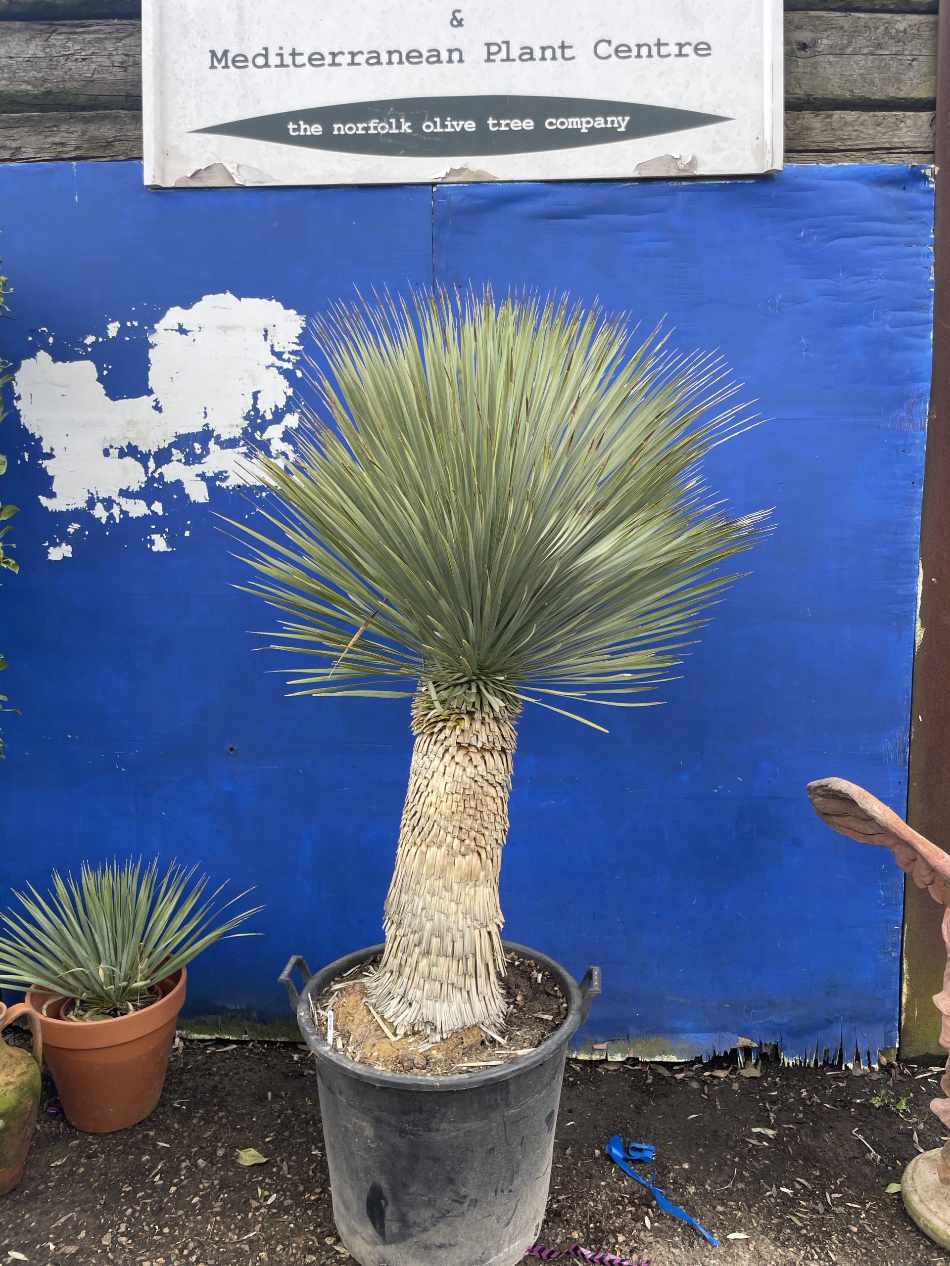 Mature Yucca Rostrata - The Norfolk Olive Tree Company