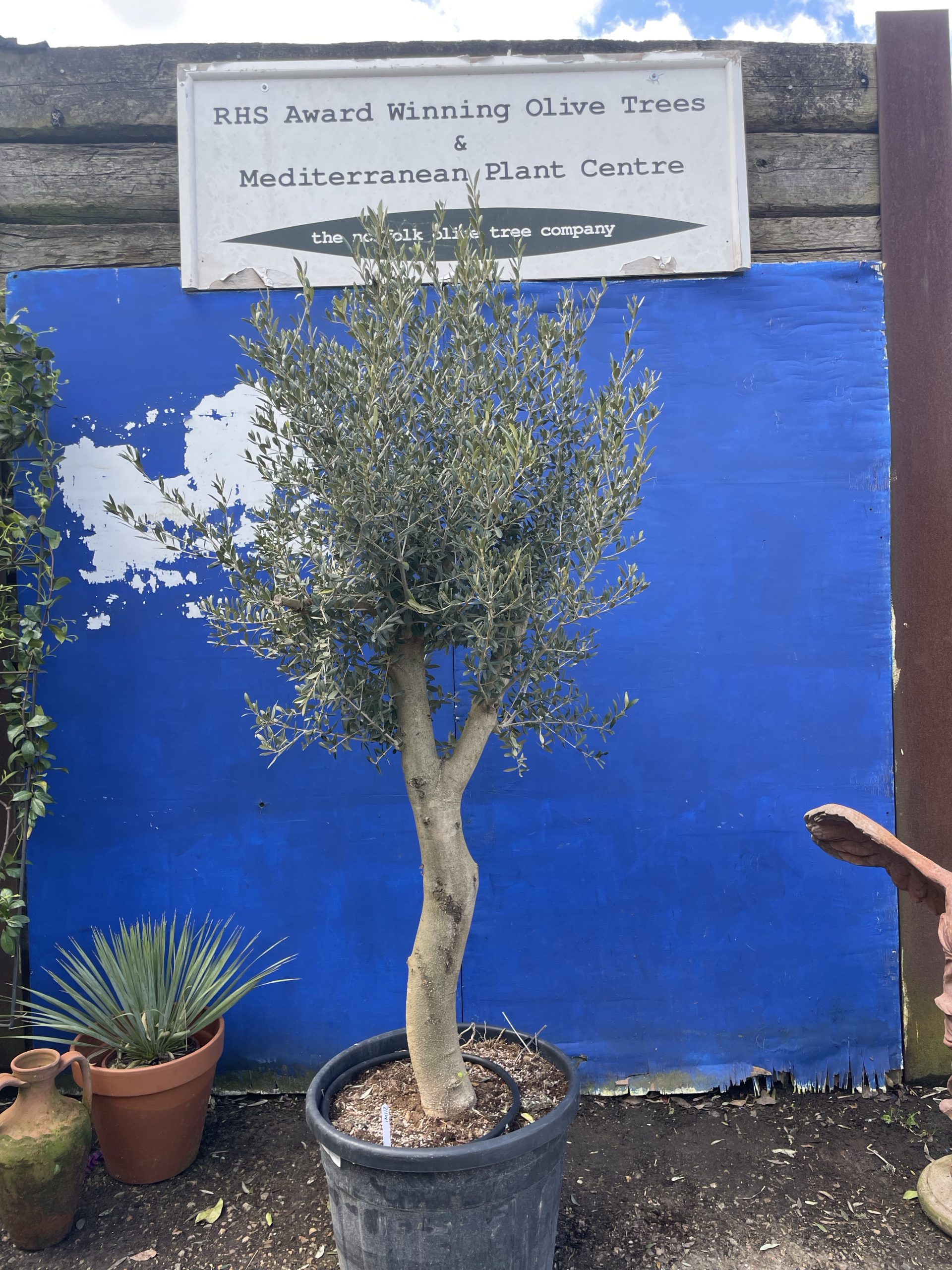 Vase shaped Olive tree - The Norfolk Olive Tree Company