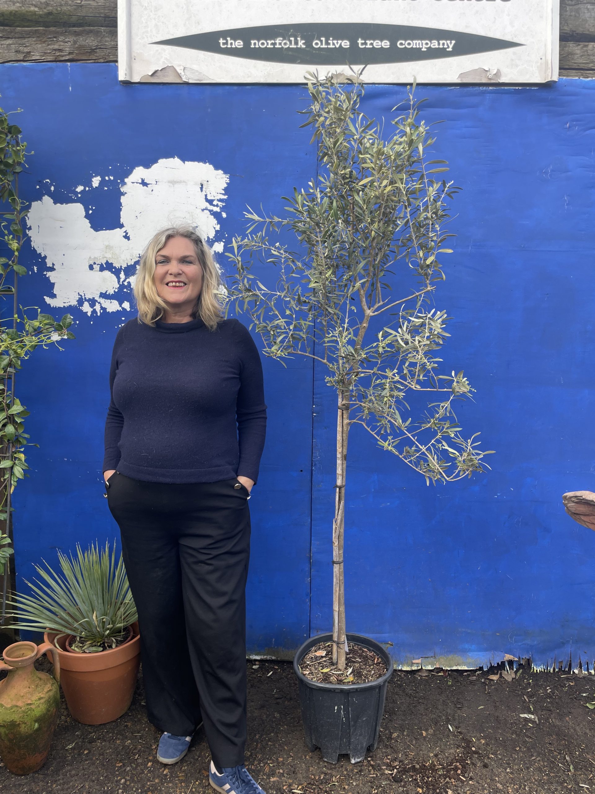 Leccino Olive tree, free delivery. - The Norfolk Olive Tree Company