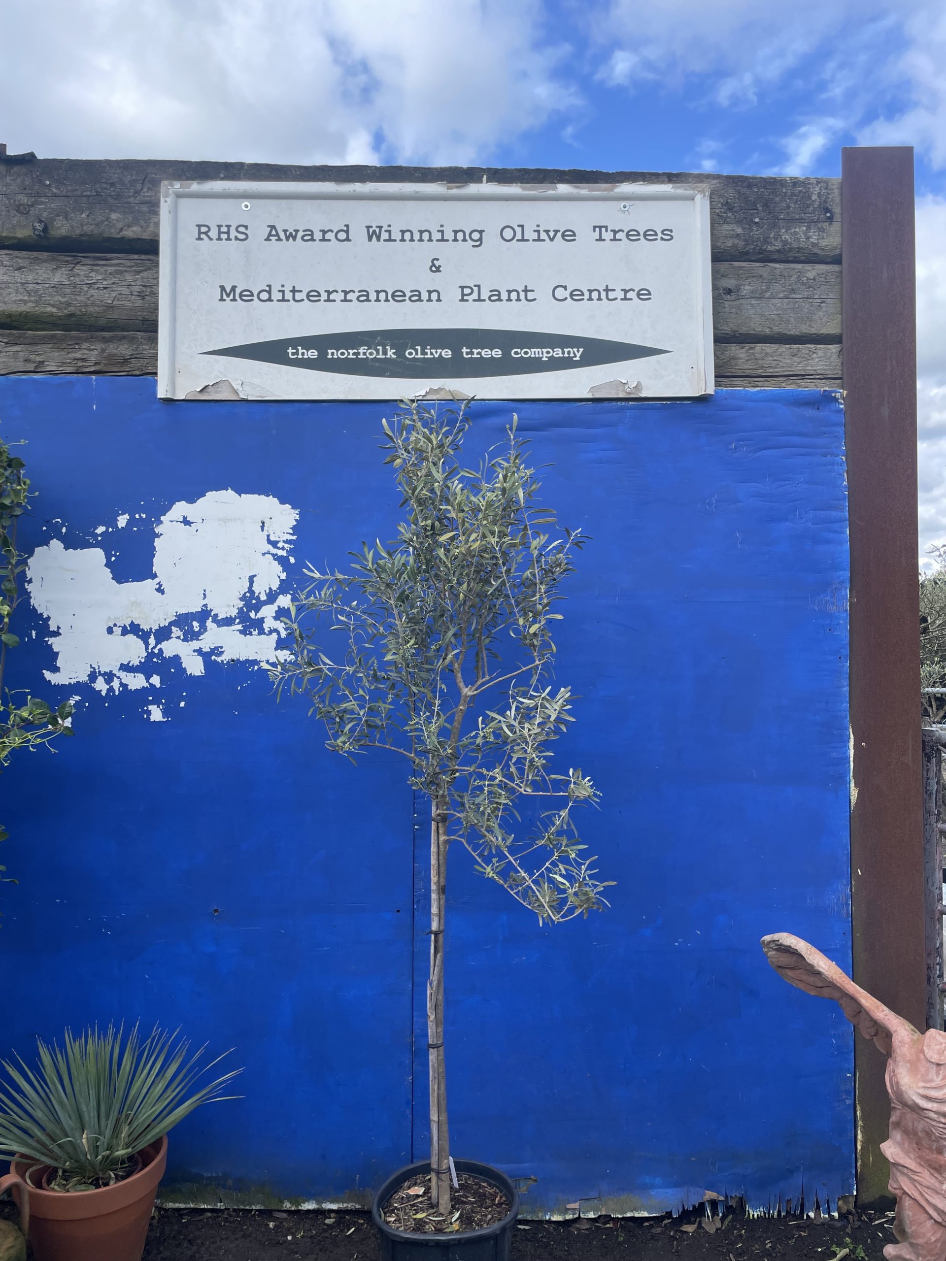 Leccino Olive tree, free delivery. - The Norfolk Olive Tree Company