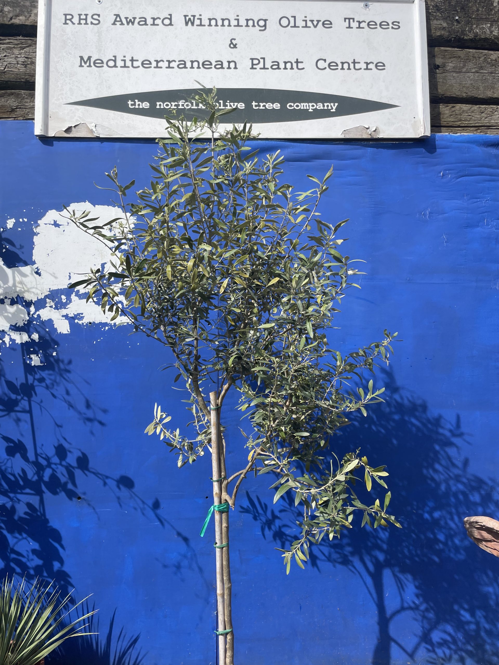 Tuscan Olive tree - free delivery - The Norfolk Olive Tree Company