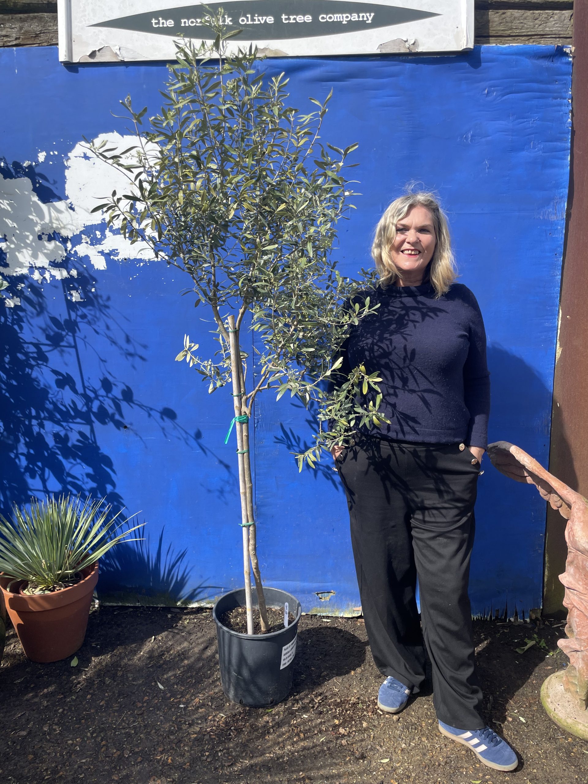 Tuscan Olive tree - free delivery - The Norfolk Olive Tree Company