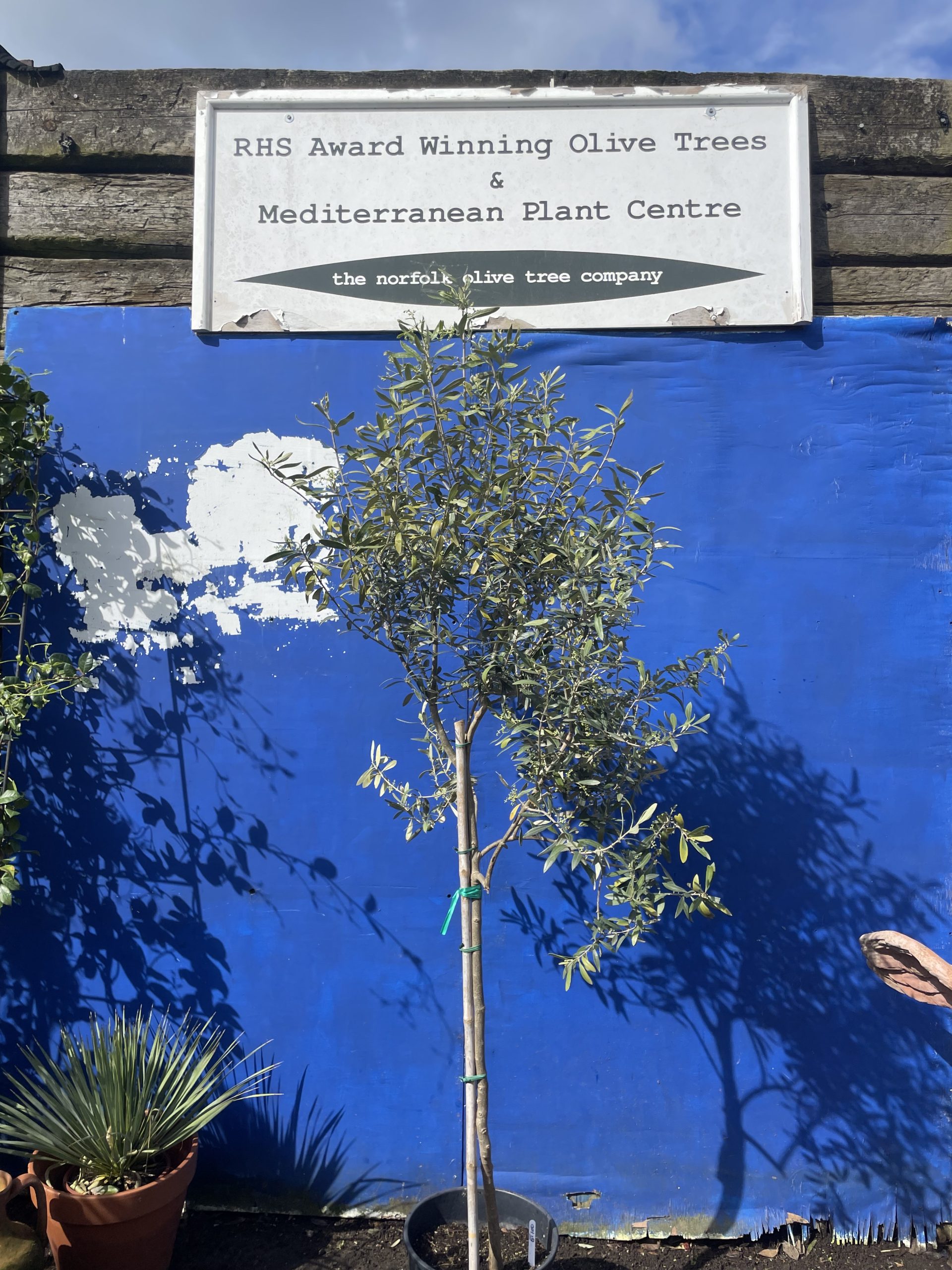 Tuscan Olive tree - free delivery - The Norfolk Olive Tree Company