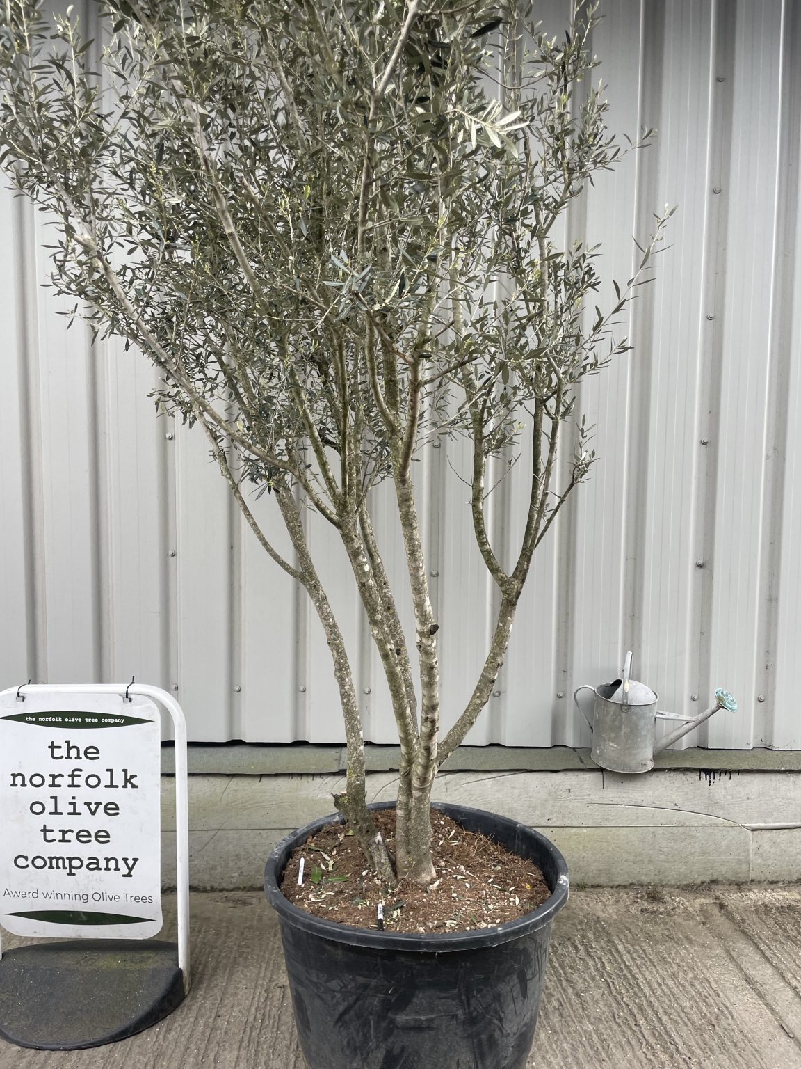 Multi stem Olive Tree - The Norfolk Olive Tree Company
