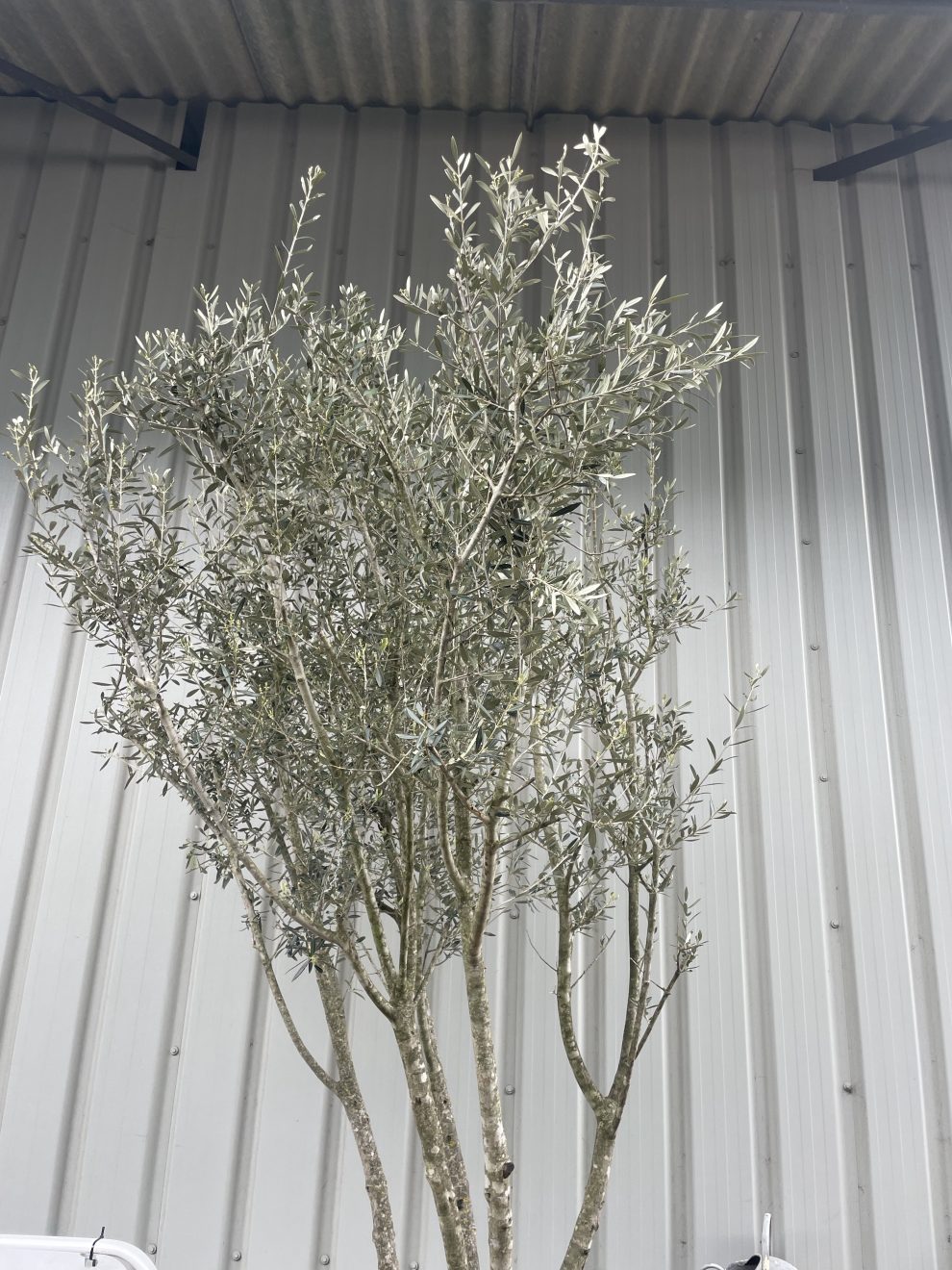 Multi stem Olive Tree - The Norfolk Olive Tree Company